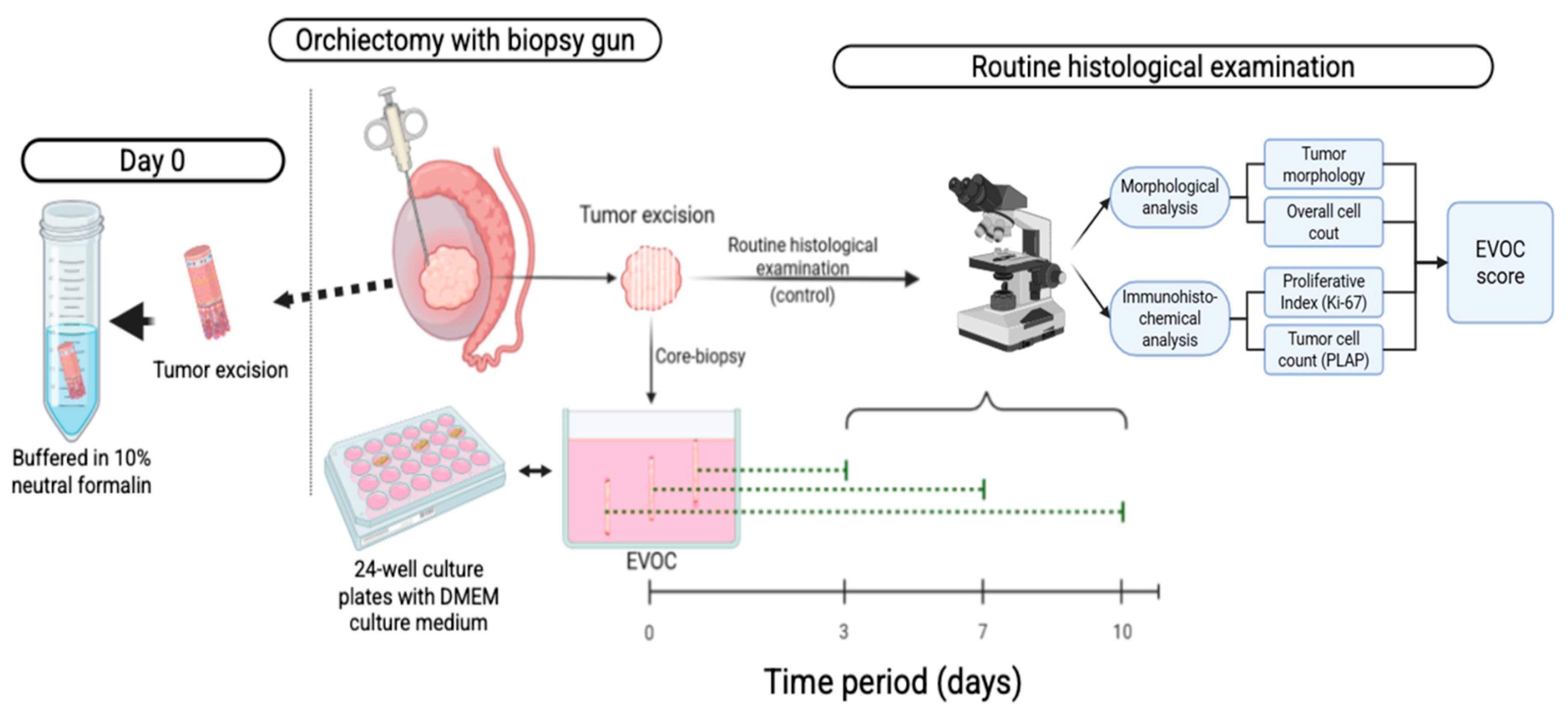 Conceptualization of an Ex Vivo Organ Culture (EVOC) Model for Human ...