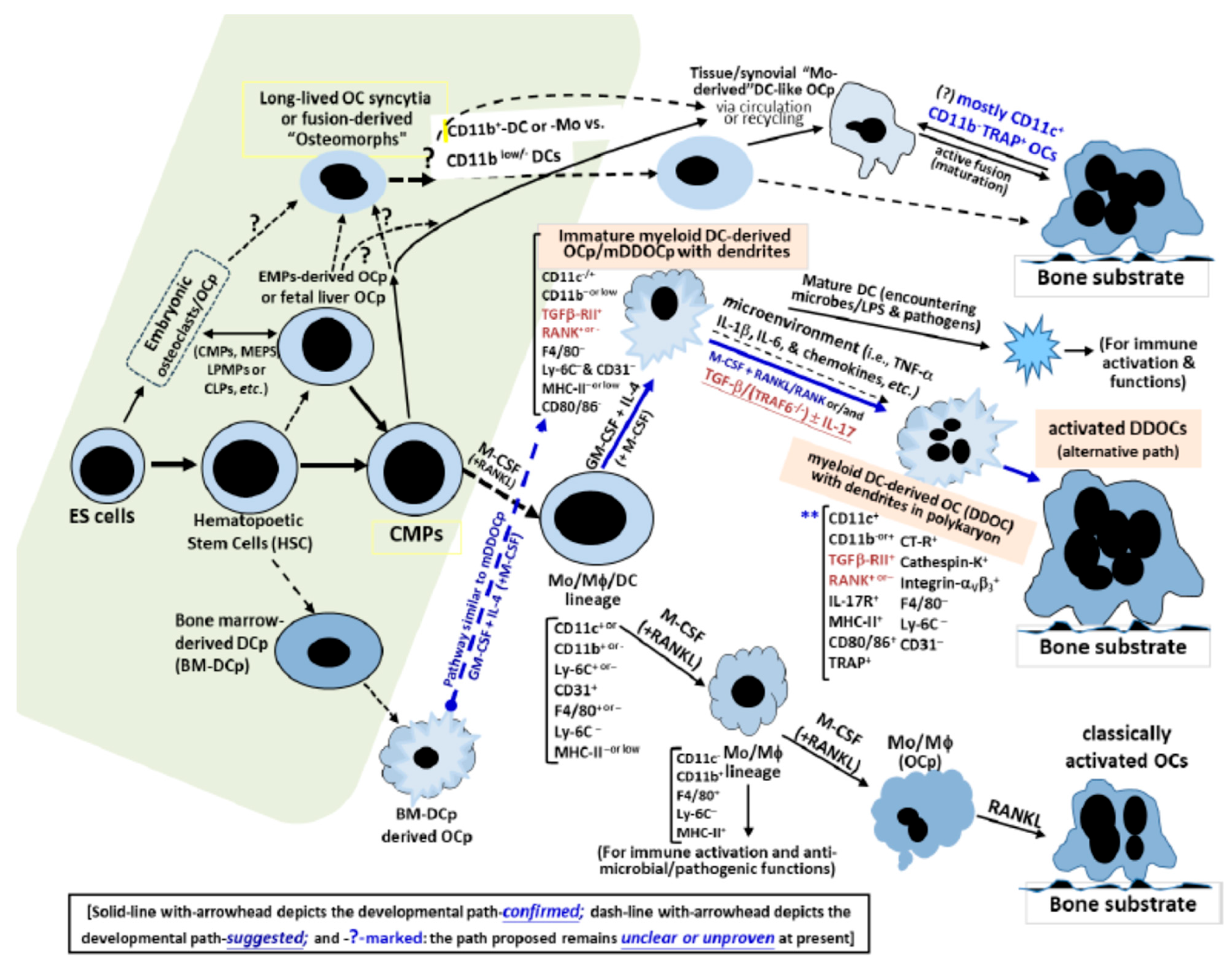 Developmental Pathways of Immature CD11c+ Myeloid Dendritic Cells (mDCs ...