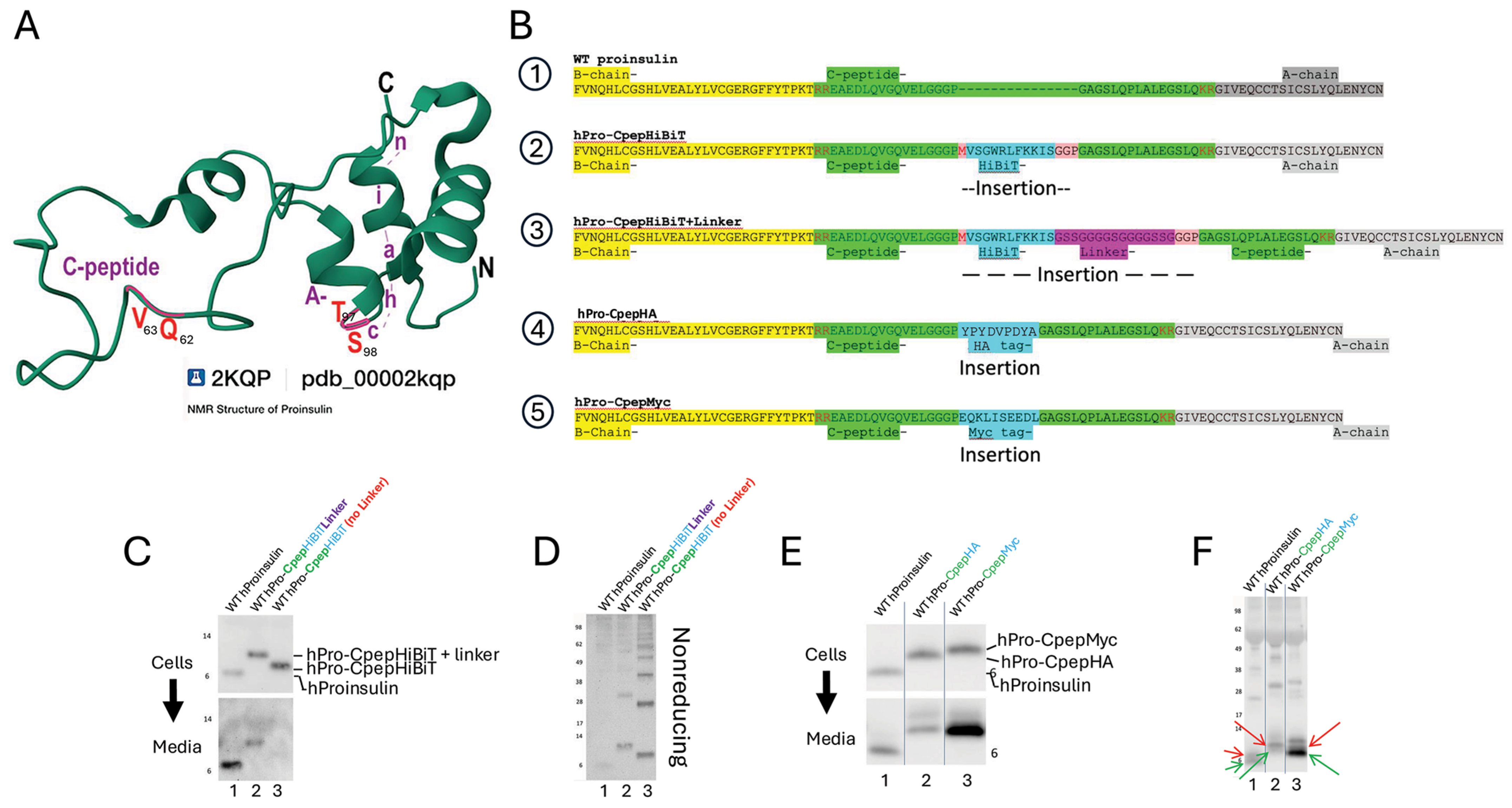 Structural Communication Between C-Peptide and Insulin Within the ...