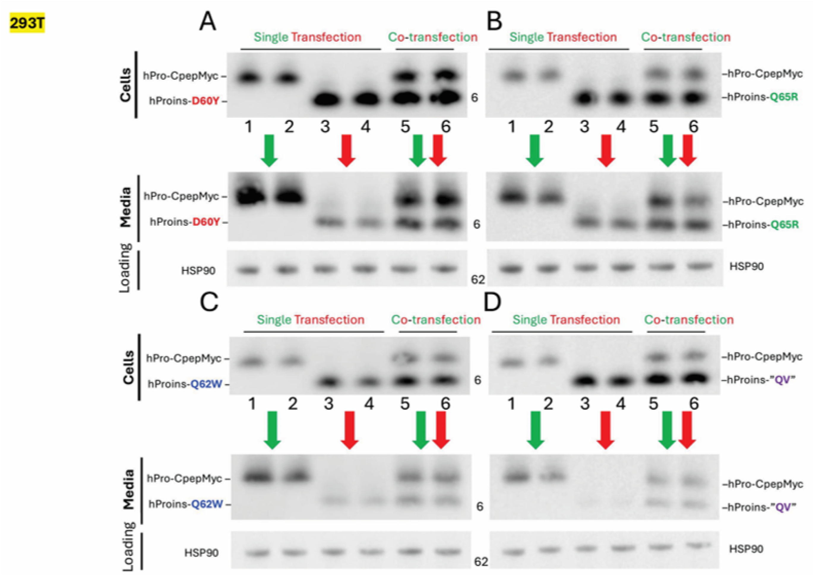 Structural Communication Between C-Peptide and Insulin Within the ...
