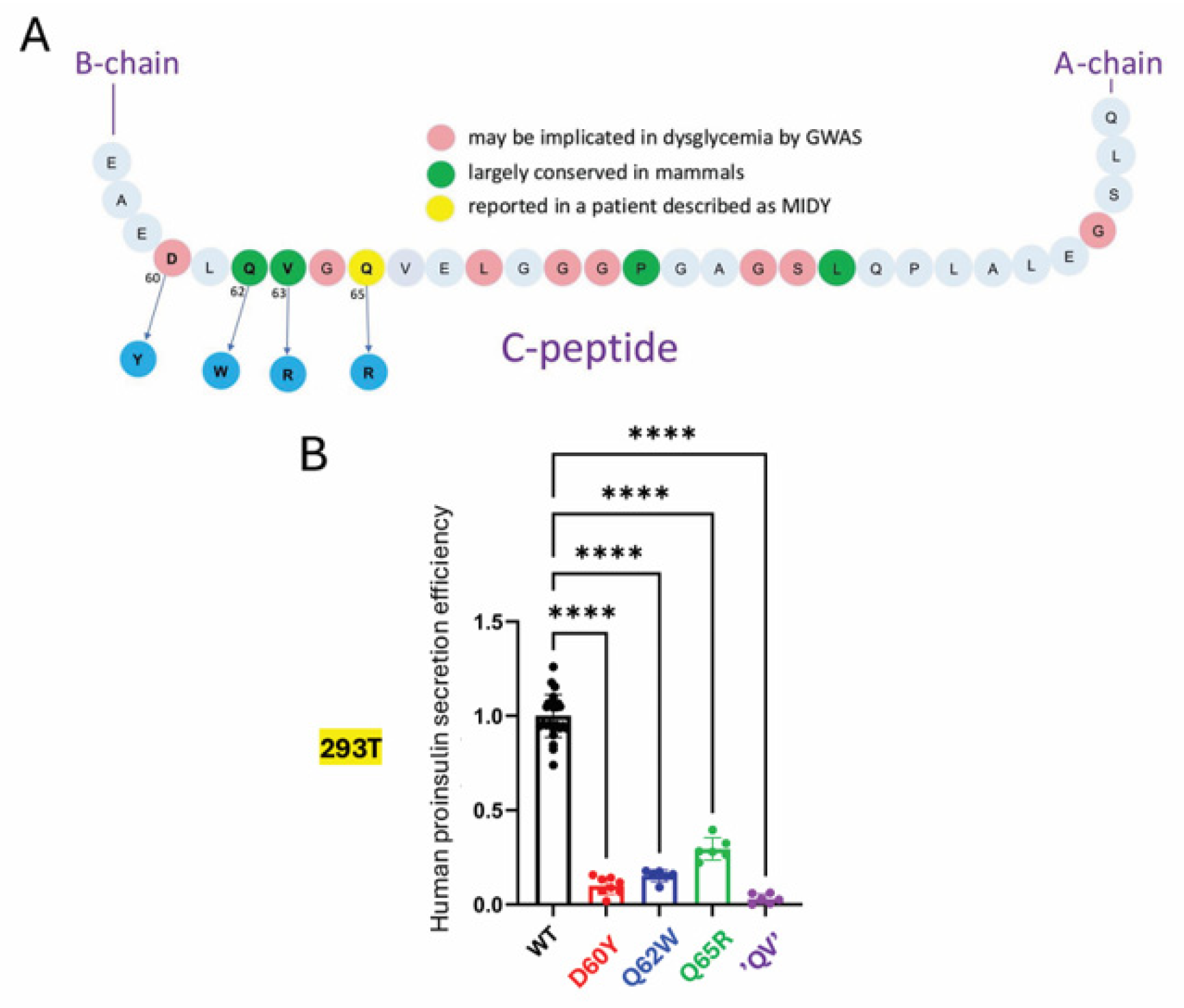 Structural Communication Between C-Peptide and Insulin Within the ...