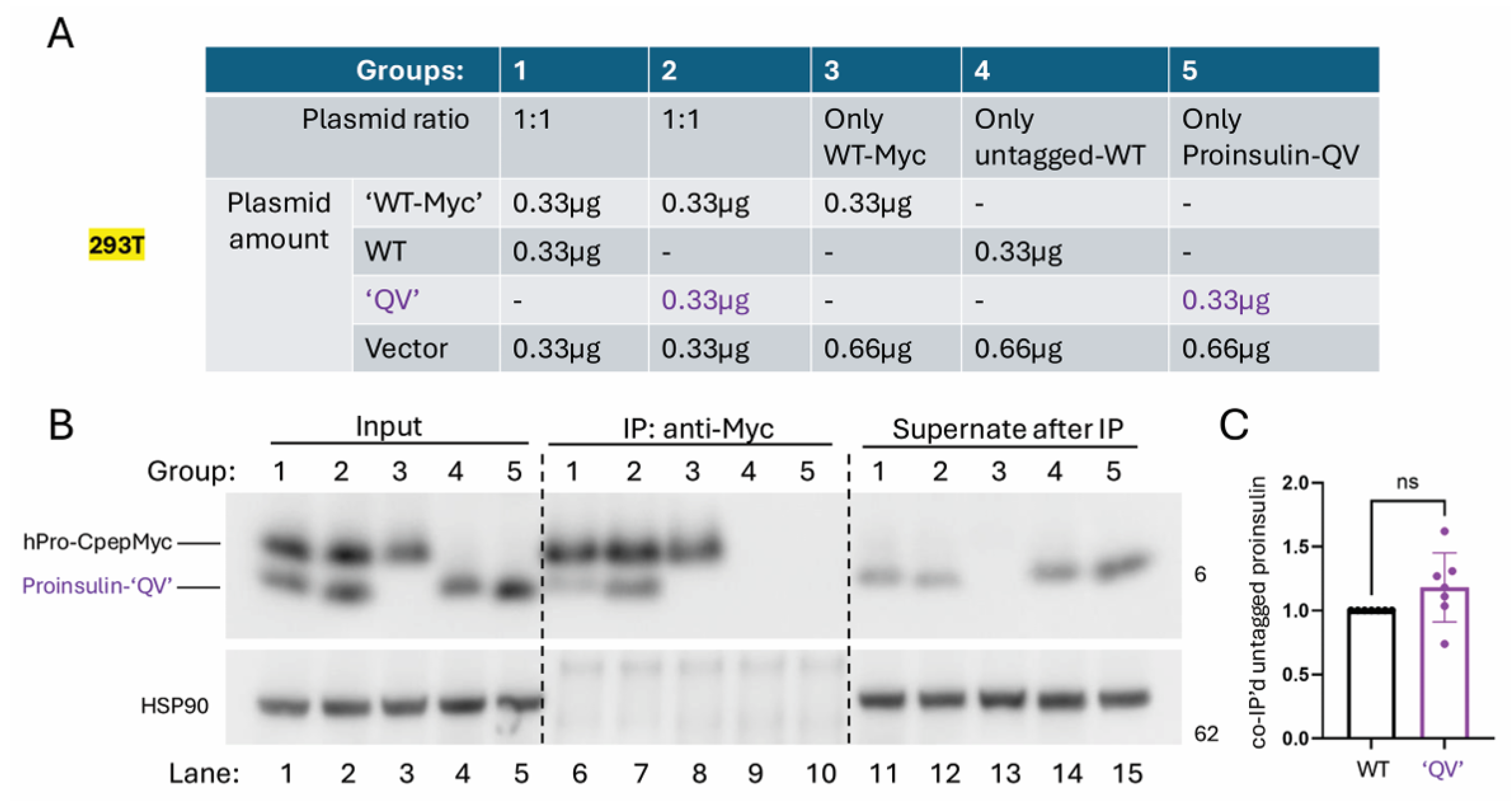 Structural Communication Between C-Peptide and Insulin Within the ...