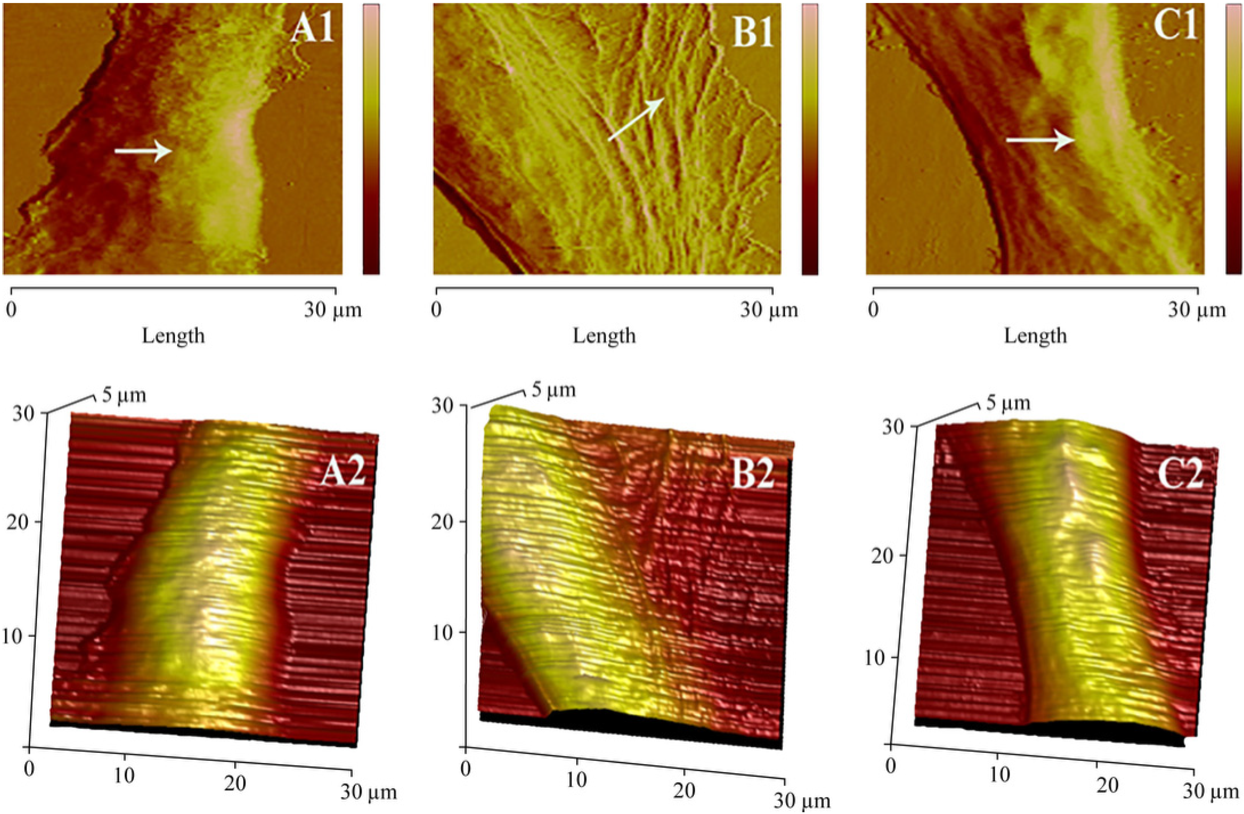 Gigantol Preserves Lens Biophysical Homeostasis by Restoring ...