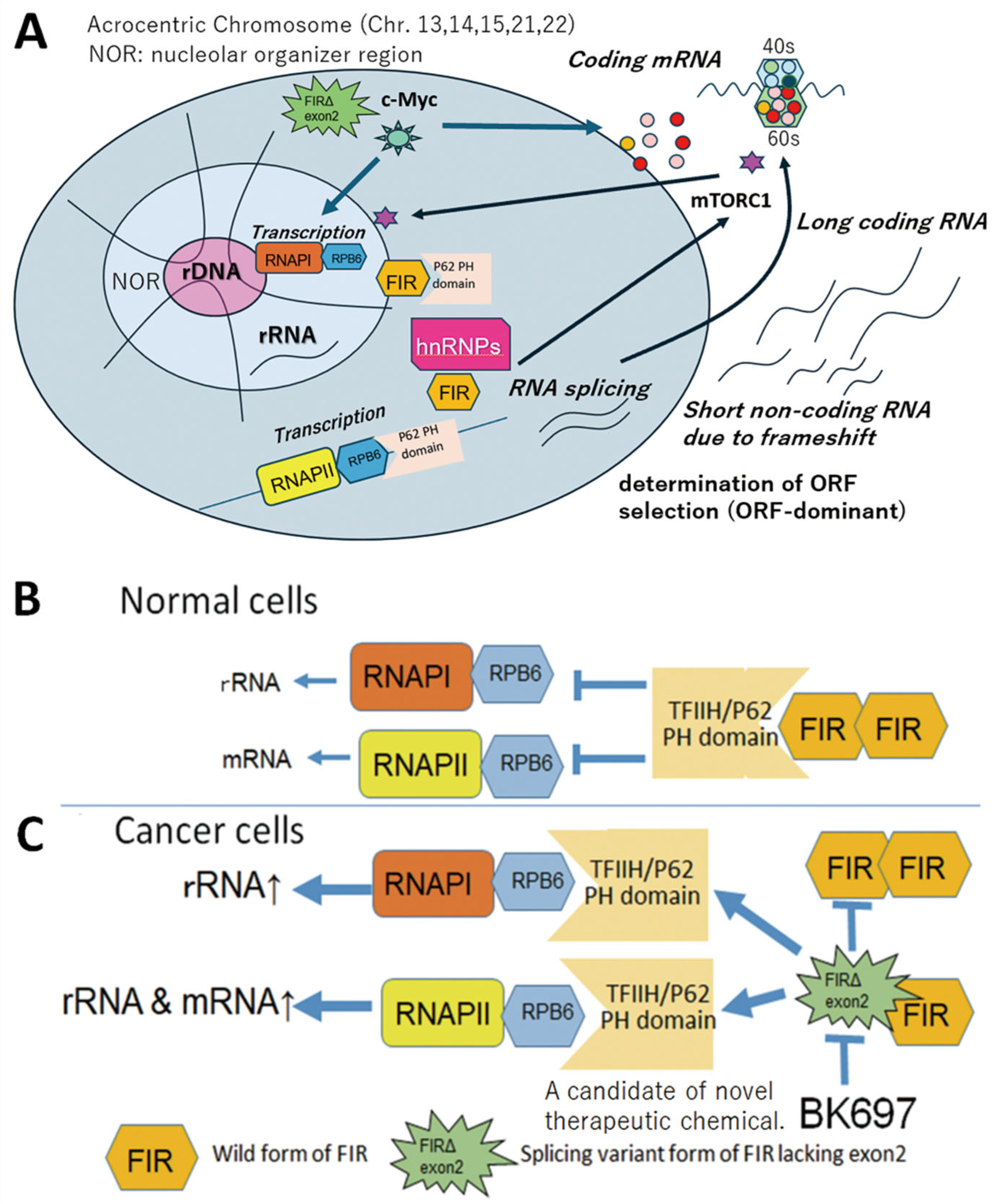 FIR/PUF60: Multifunctional Molecule Through RNA Splicing for Revealing ...
