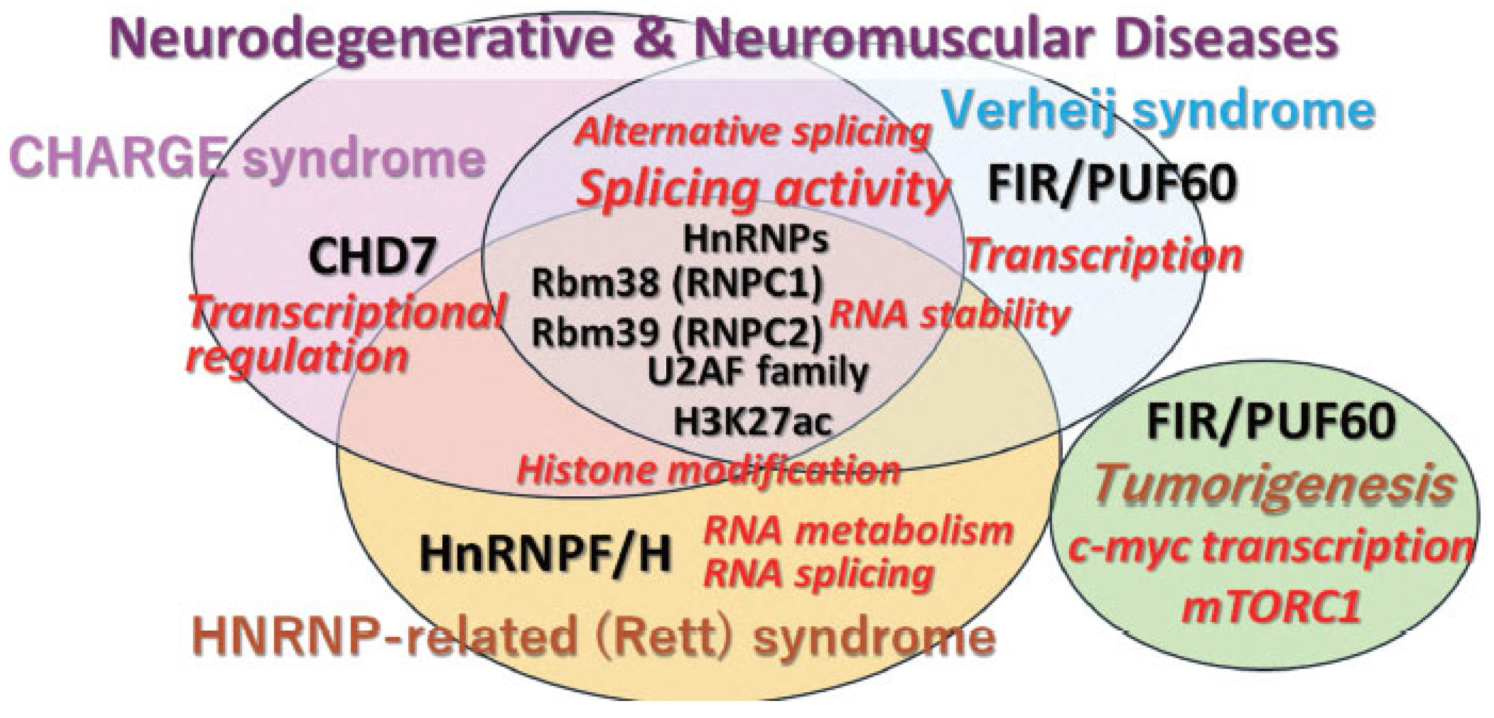 FIR/PUF60: Multifunctional Molecule Through RNA Splicing for Revealing ...