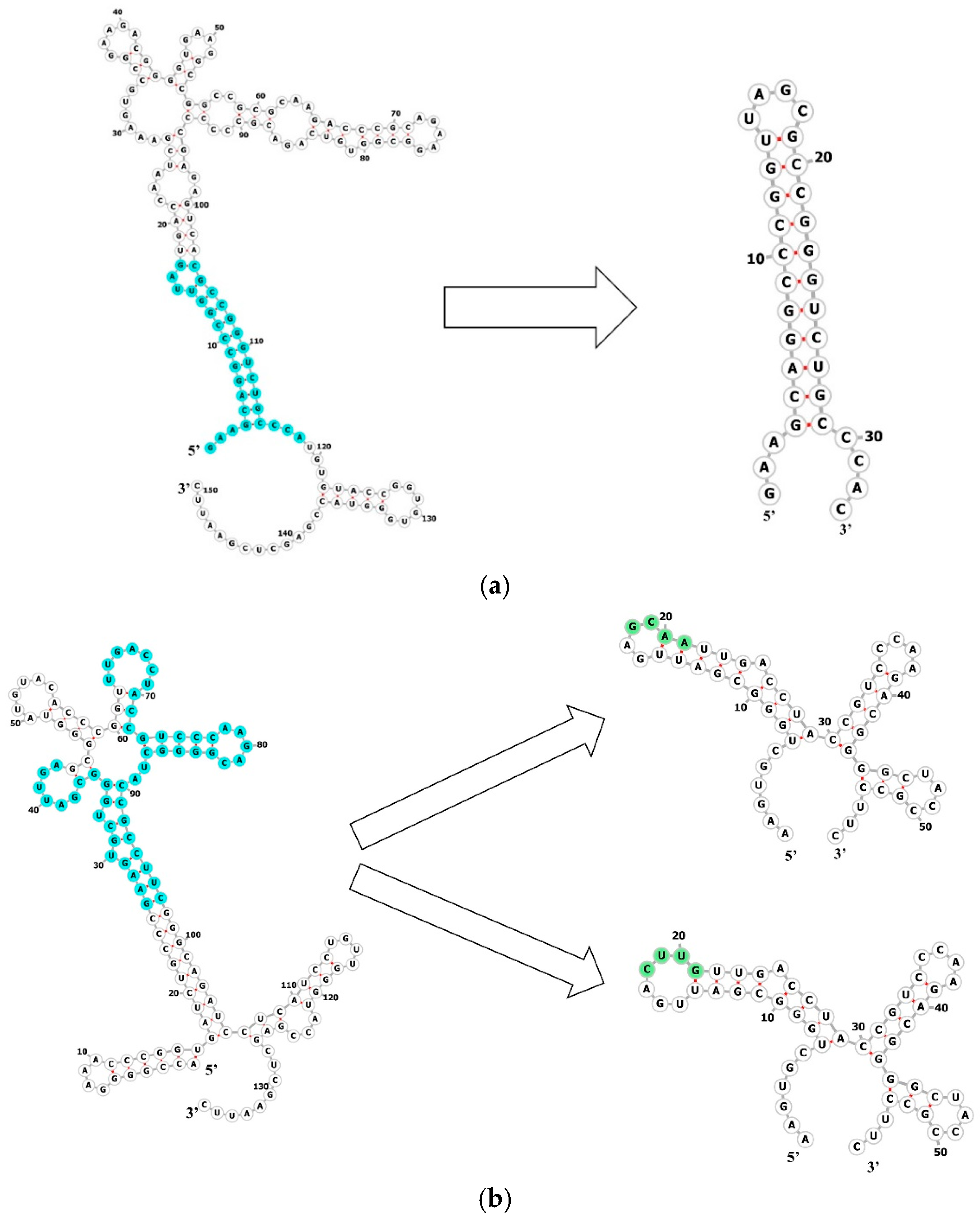 The Cold Shock Protein CspB from Mycobacterium tuberculosis Binds to ...