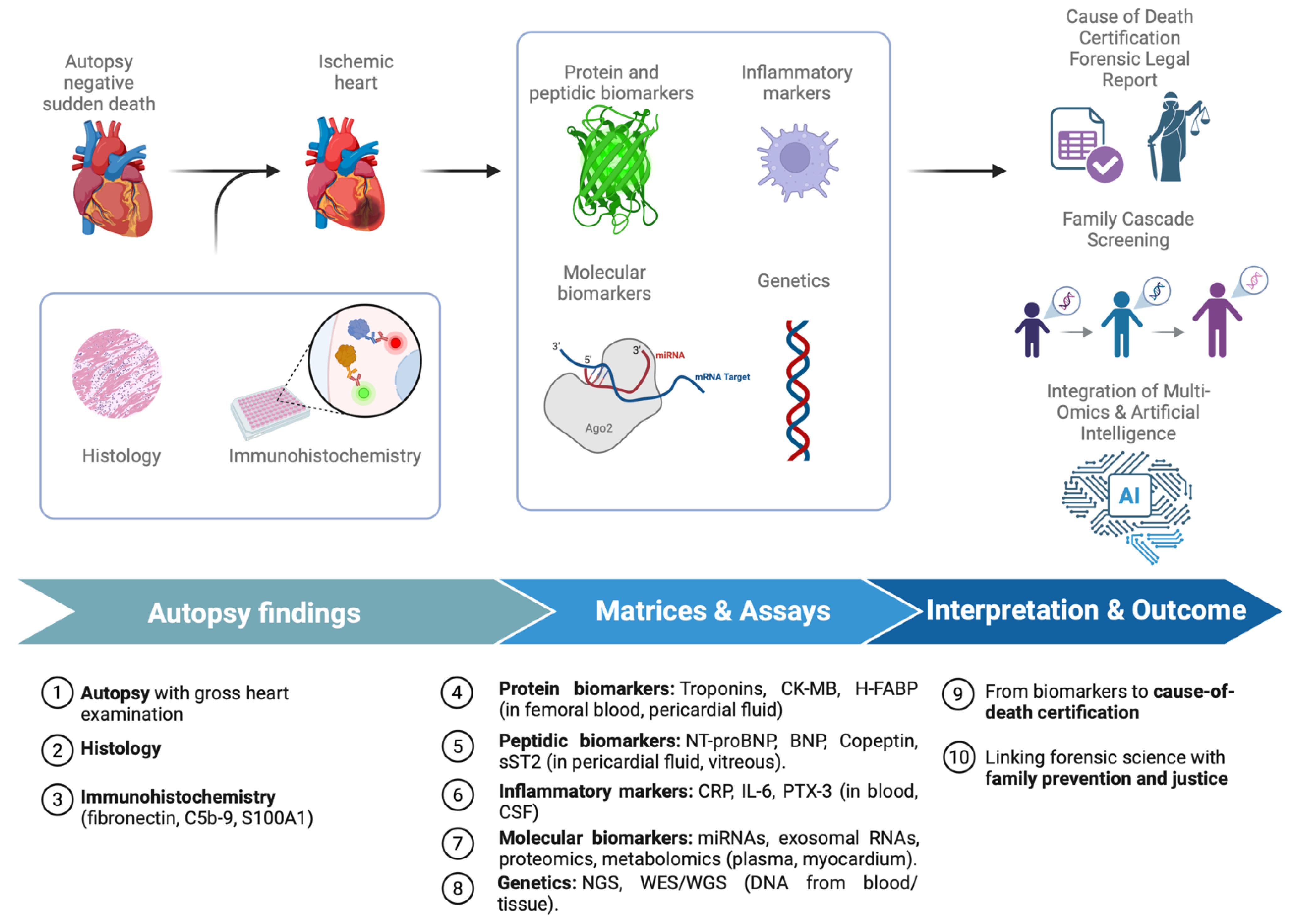 Post-Mortem Biomarkers in Sudden Cardiac Death: From Classical ...