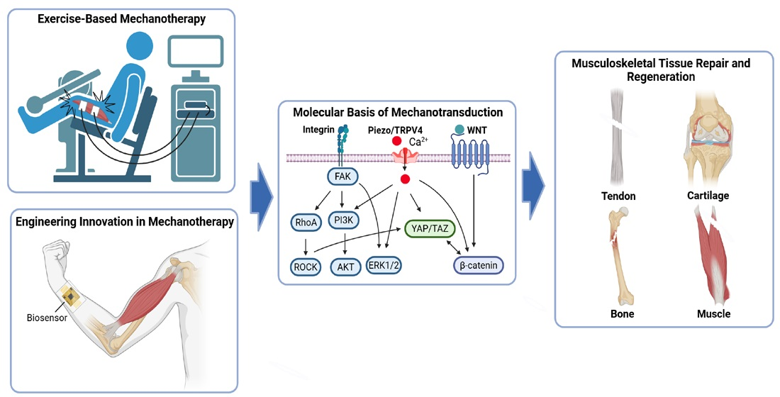 Exercise-Based Mechanotherapy: From Biomechanical Principles and ...