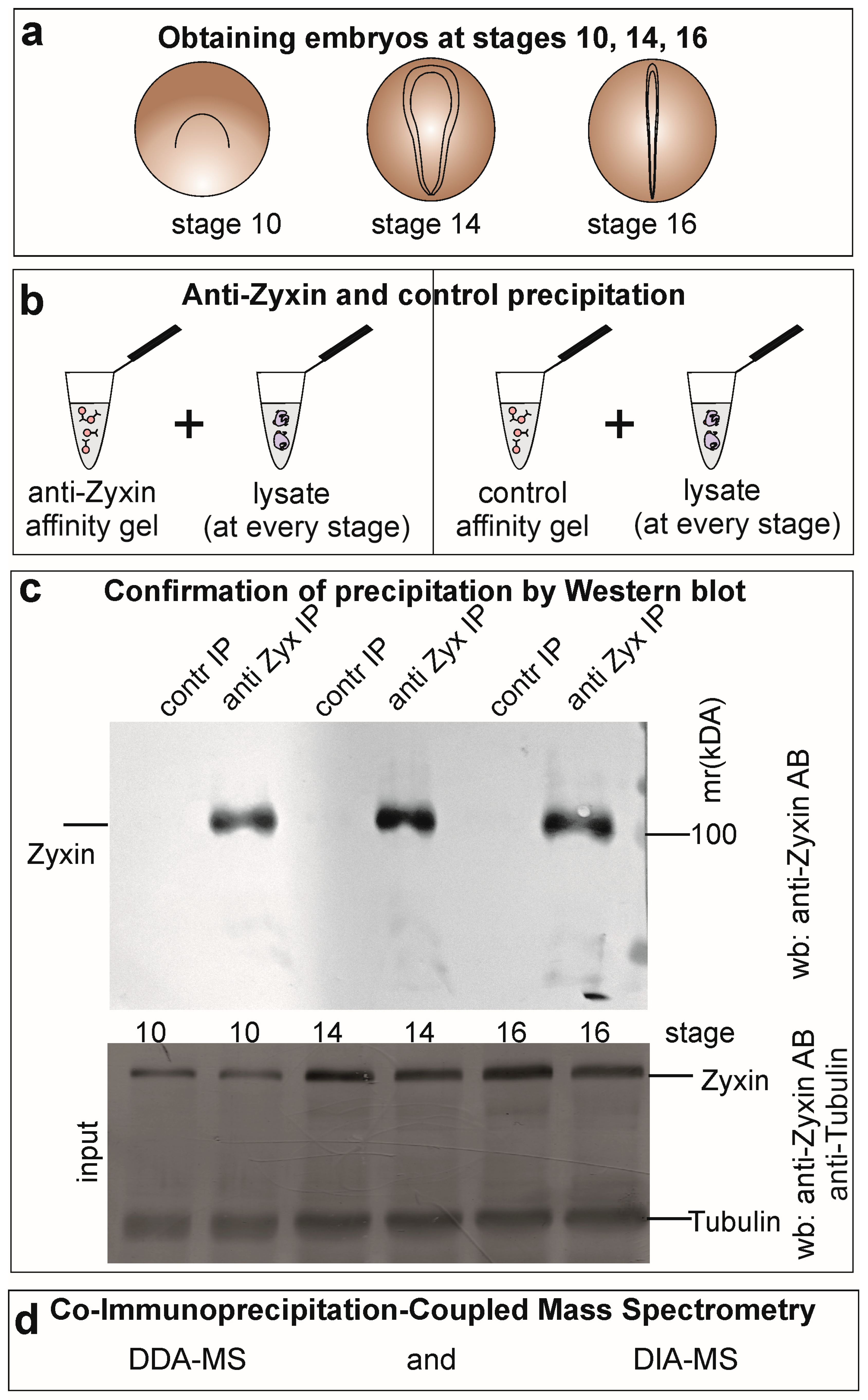 Co-Immunoprecipitation-Coupled Mass Spectrometry Analysis of Zyxin’s ...