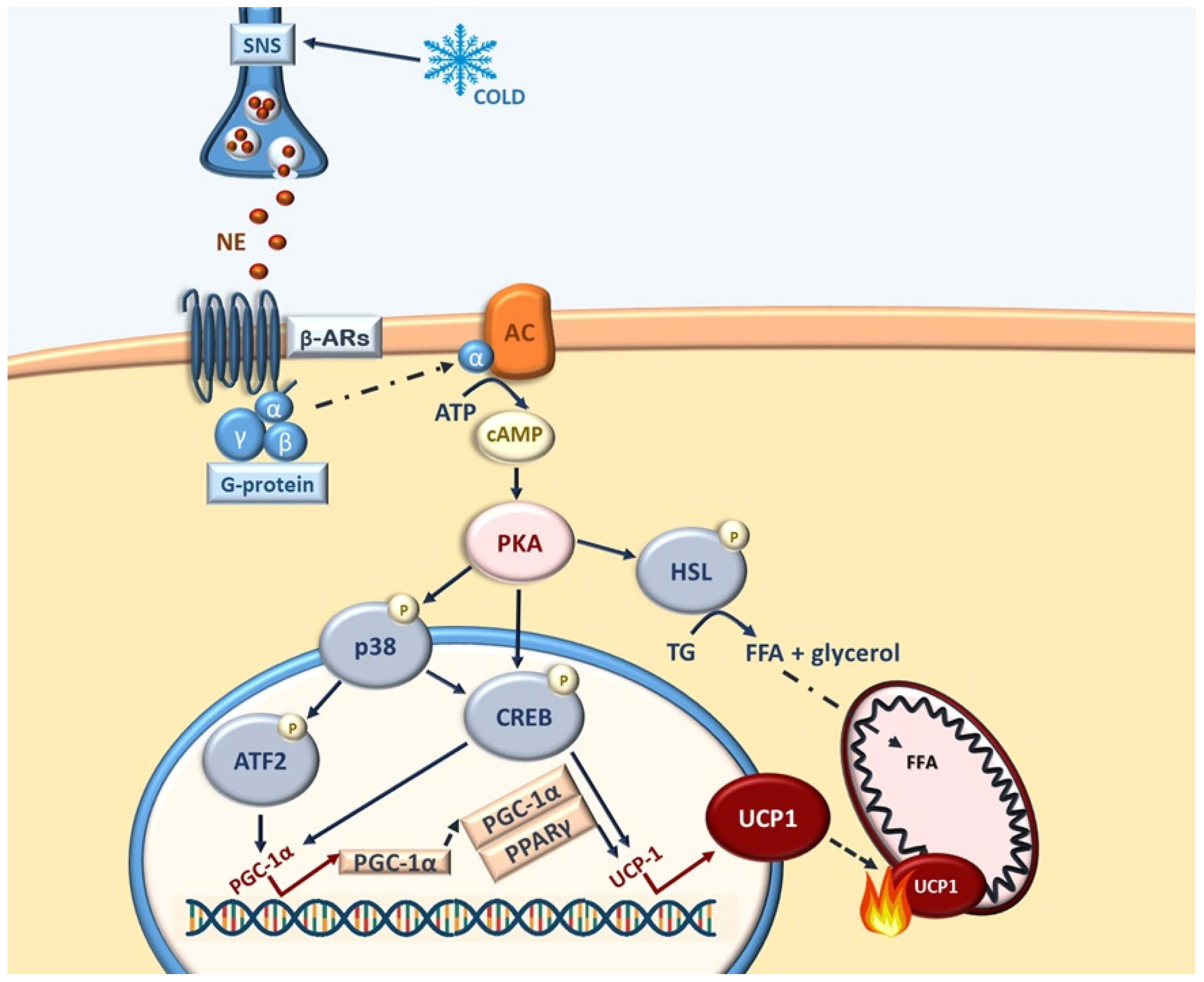 Cross-Talk Between Signaling and Transcriptional Networks Regulating ...
