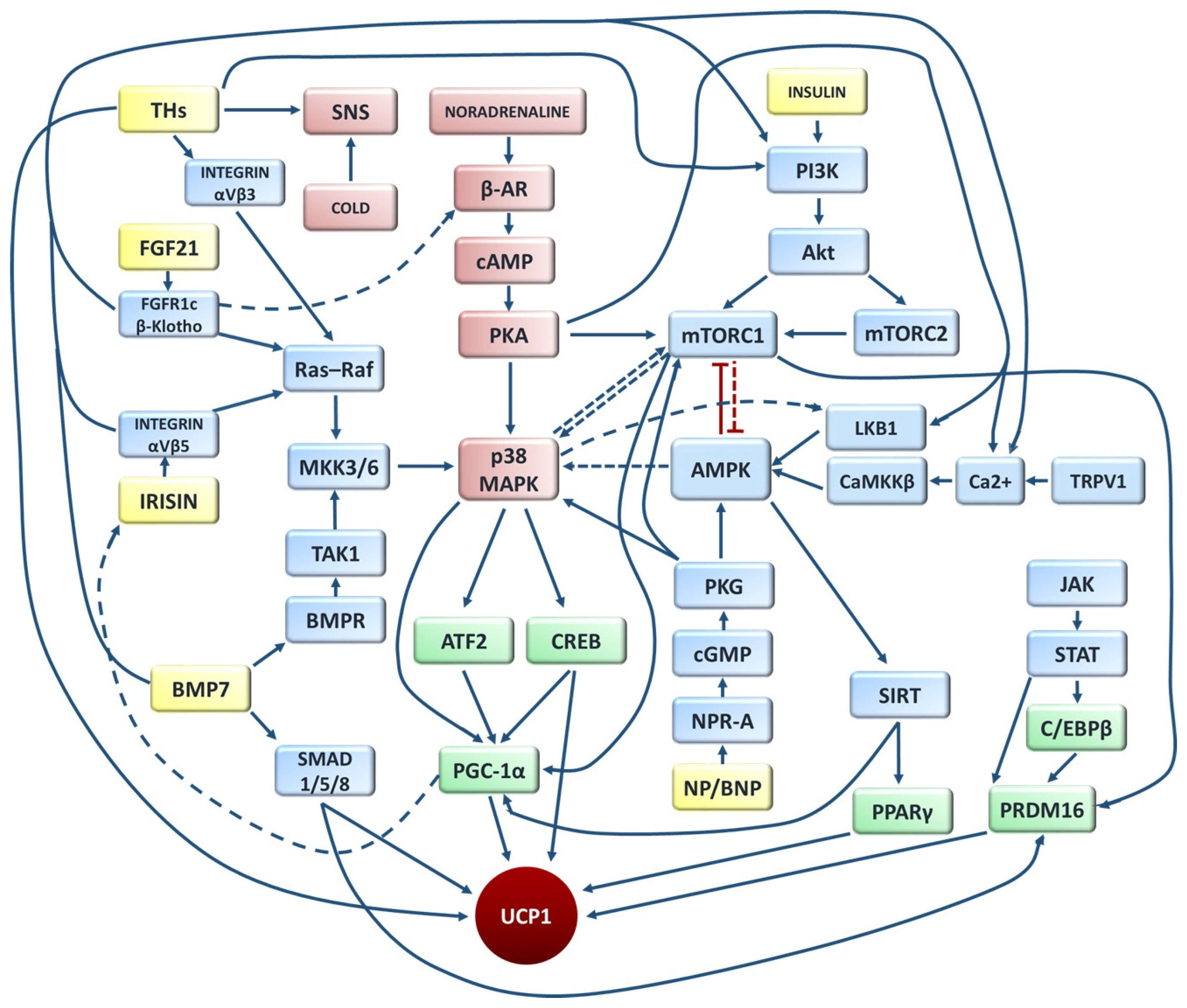 Cross-Talk Between Signaling and Transcriptional Networks Regulating ...
