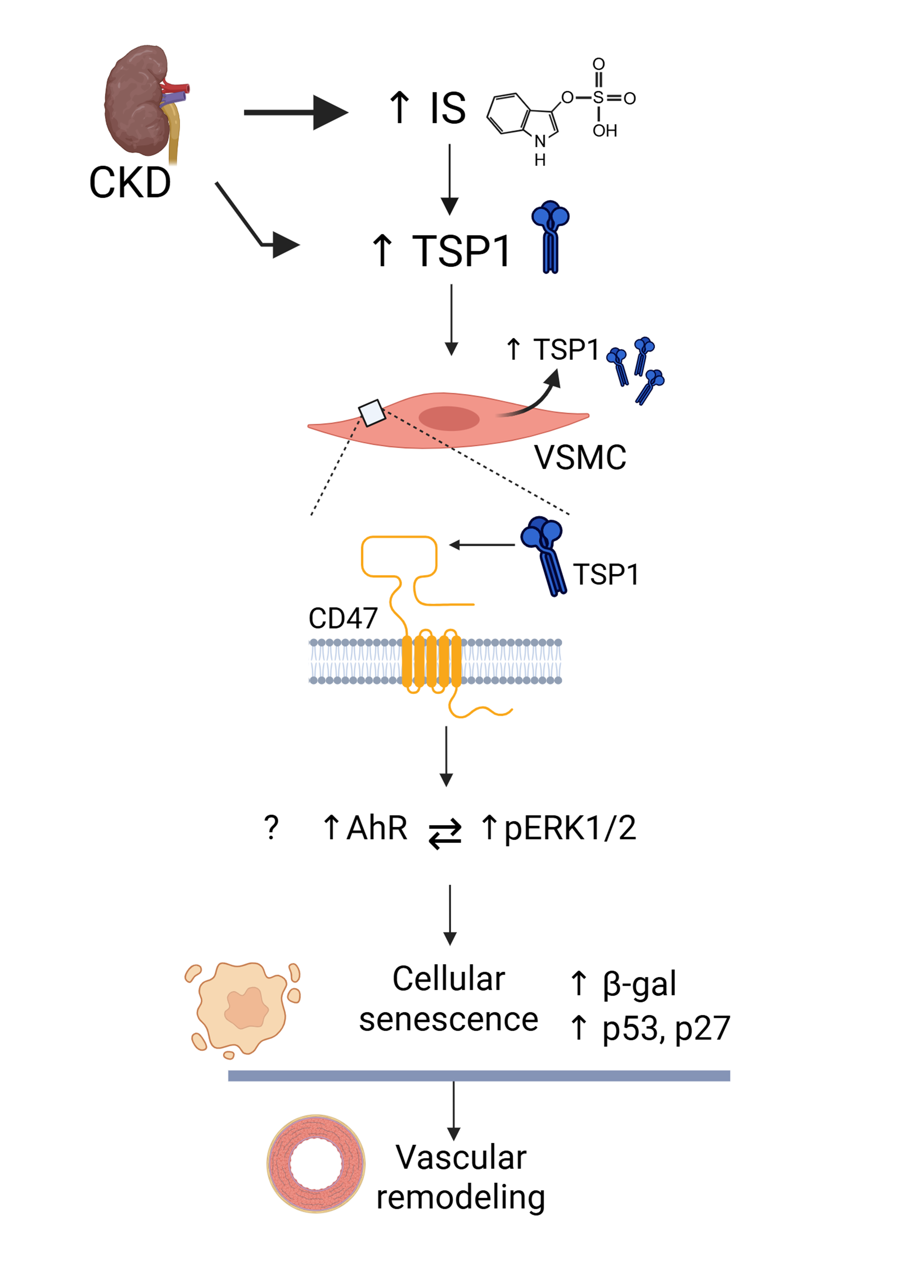 Thrombospondin 1–CD47 Signalling Modulates Vascular Smooth Muscle Cell ...