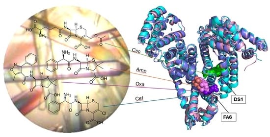 Structural Interactions of β-Lactam Antibiotics with Mammalian Serum ...