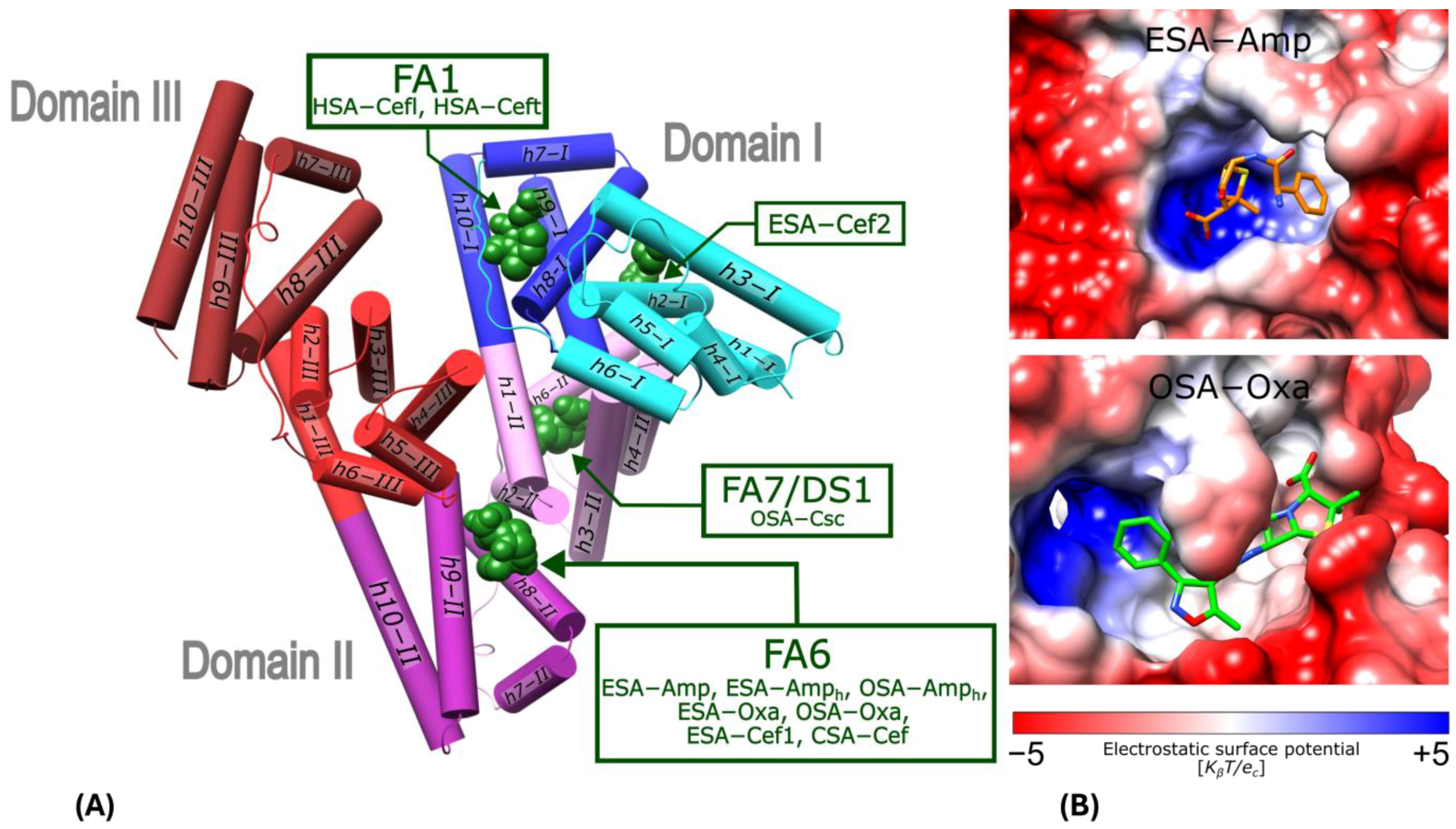 Structural Interactions of β-Lactam Antibiotics with Mammalian Serum ...