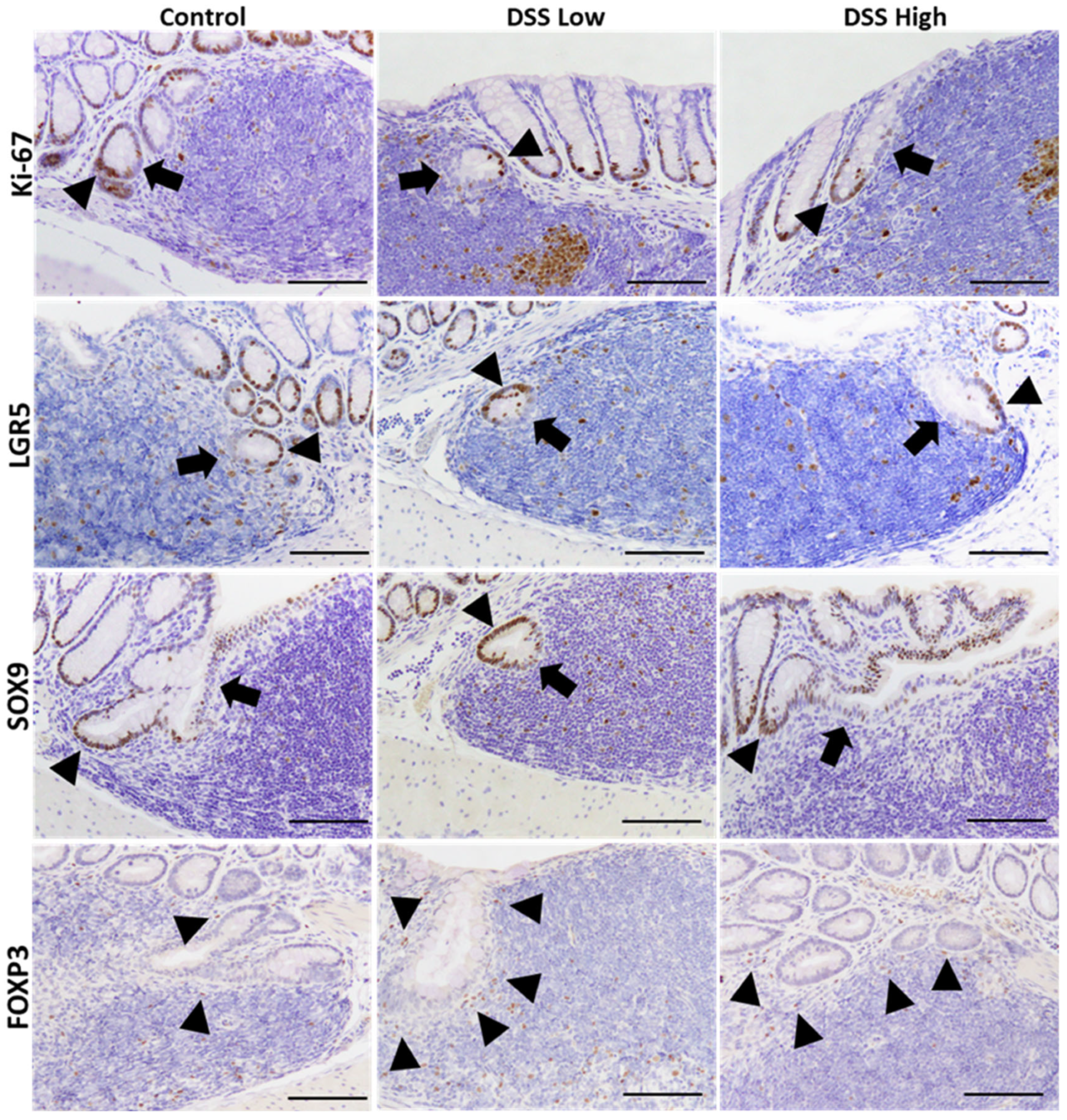 Wnt and Treg-Associated Signaling Coordinate Mucosal Regeneration and ...