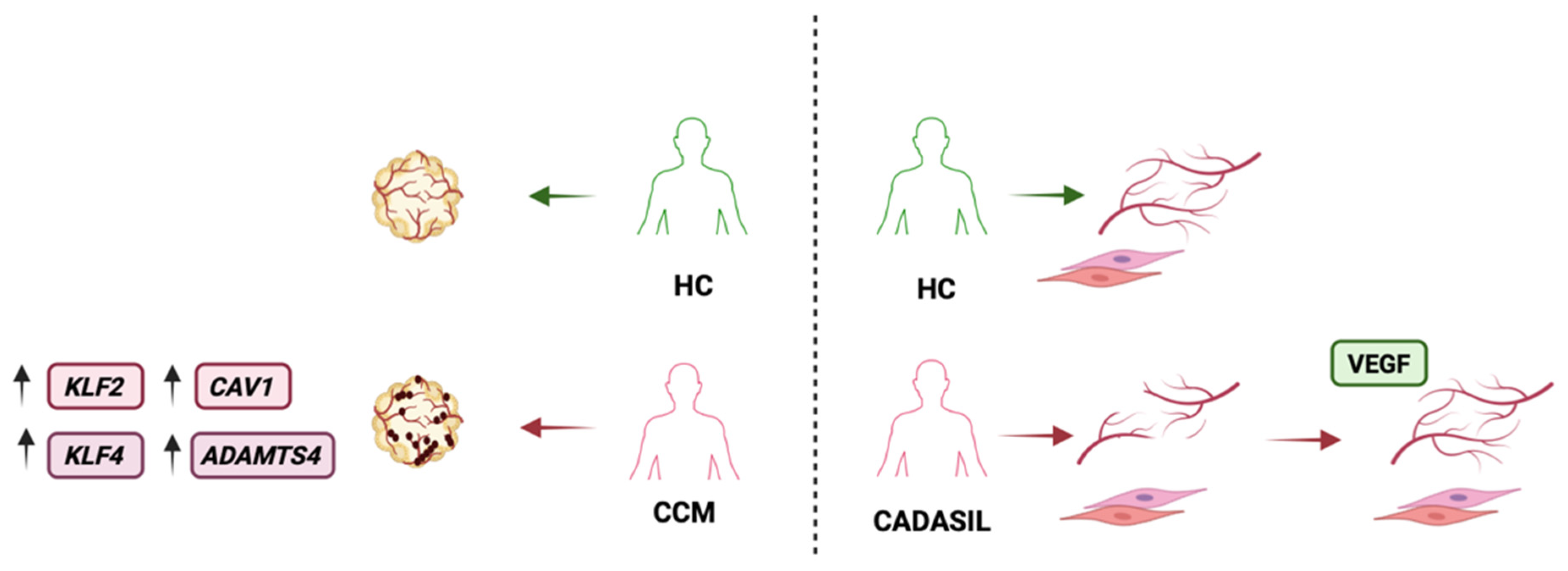 iPSC-Derived Endothelial Cells as Experimental Models for Predictive ...
