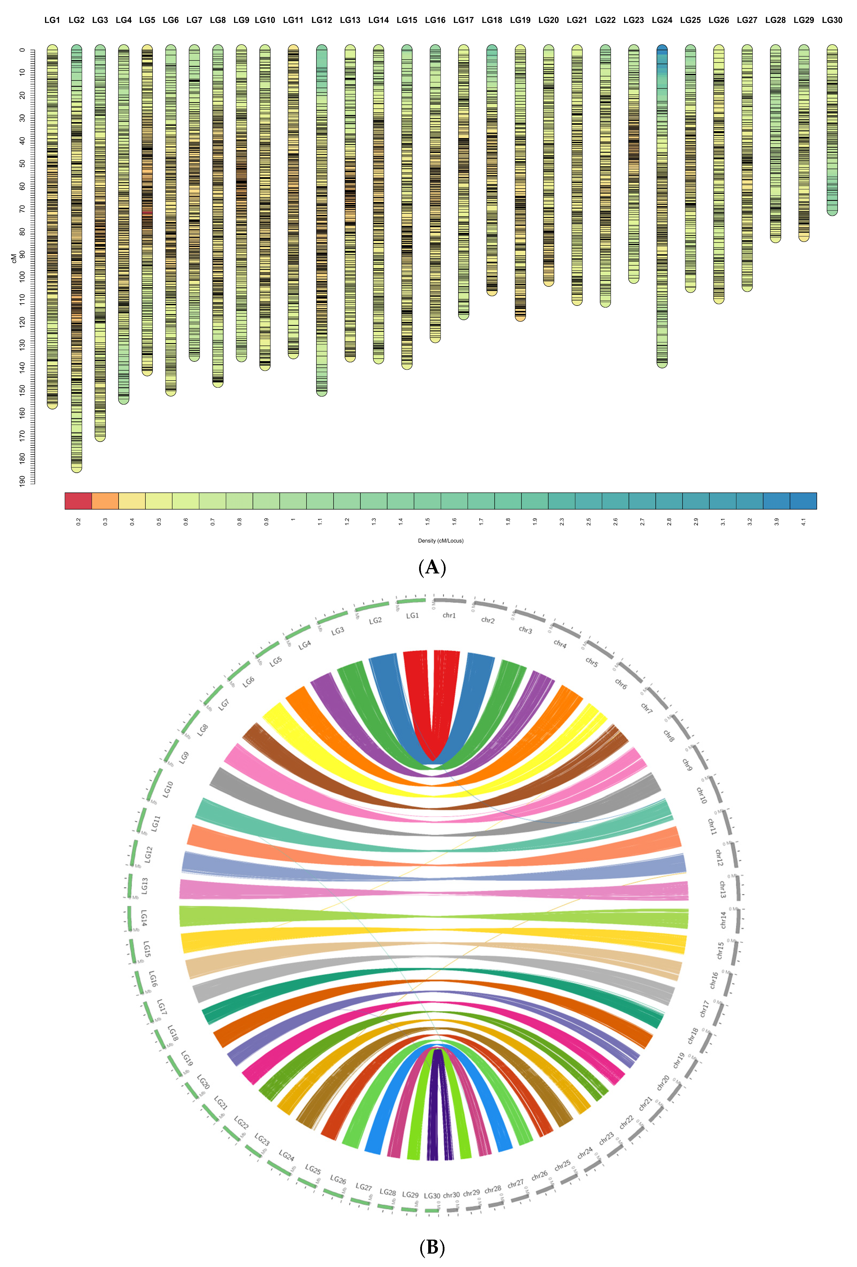 First High-Density Linkage Map and Quantitative Trait Loci for Disease ...