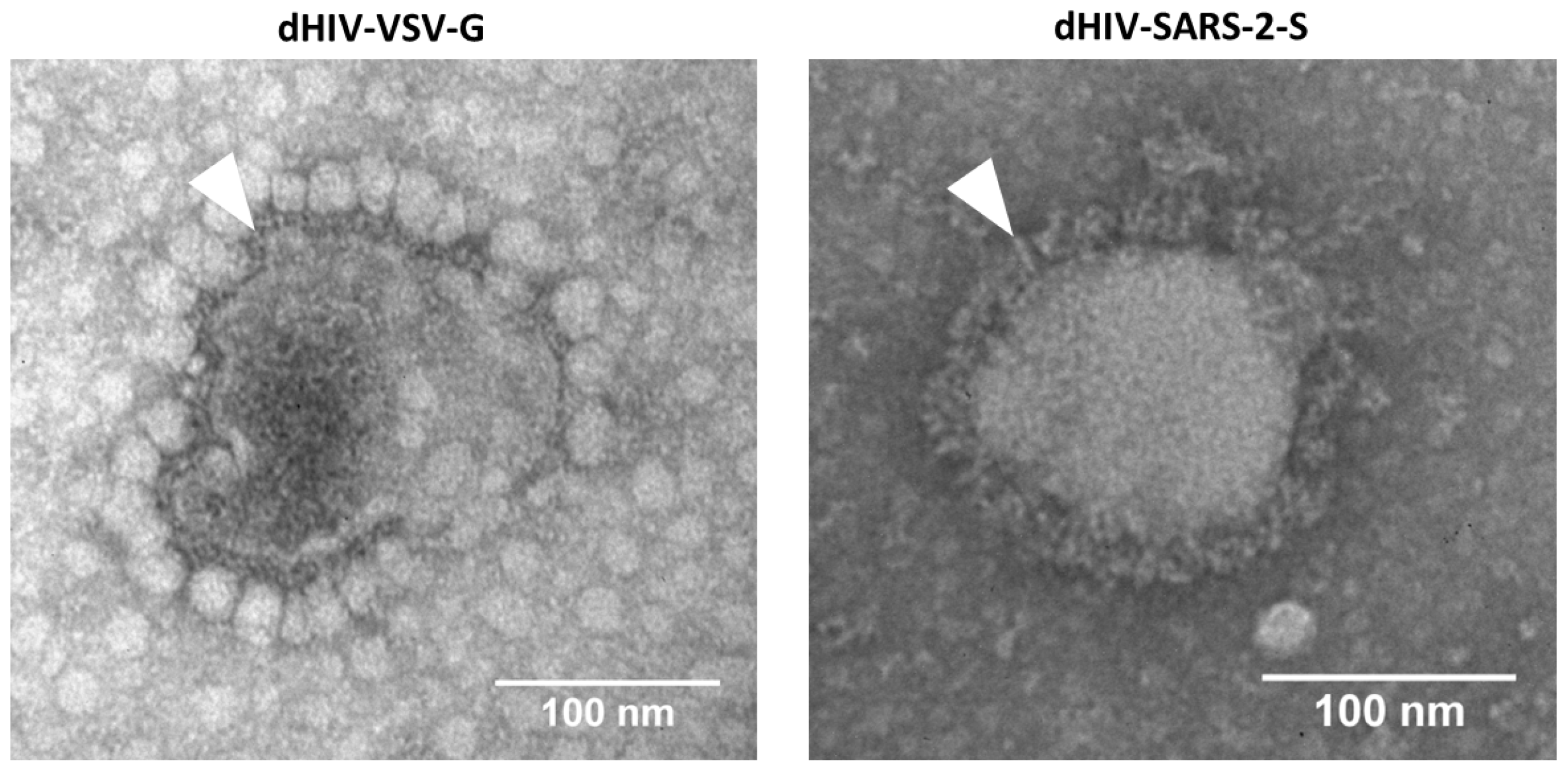 Development and Application of a Pseudovirus-Based Assay for Modelling ...