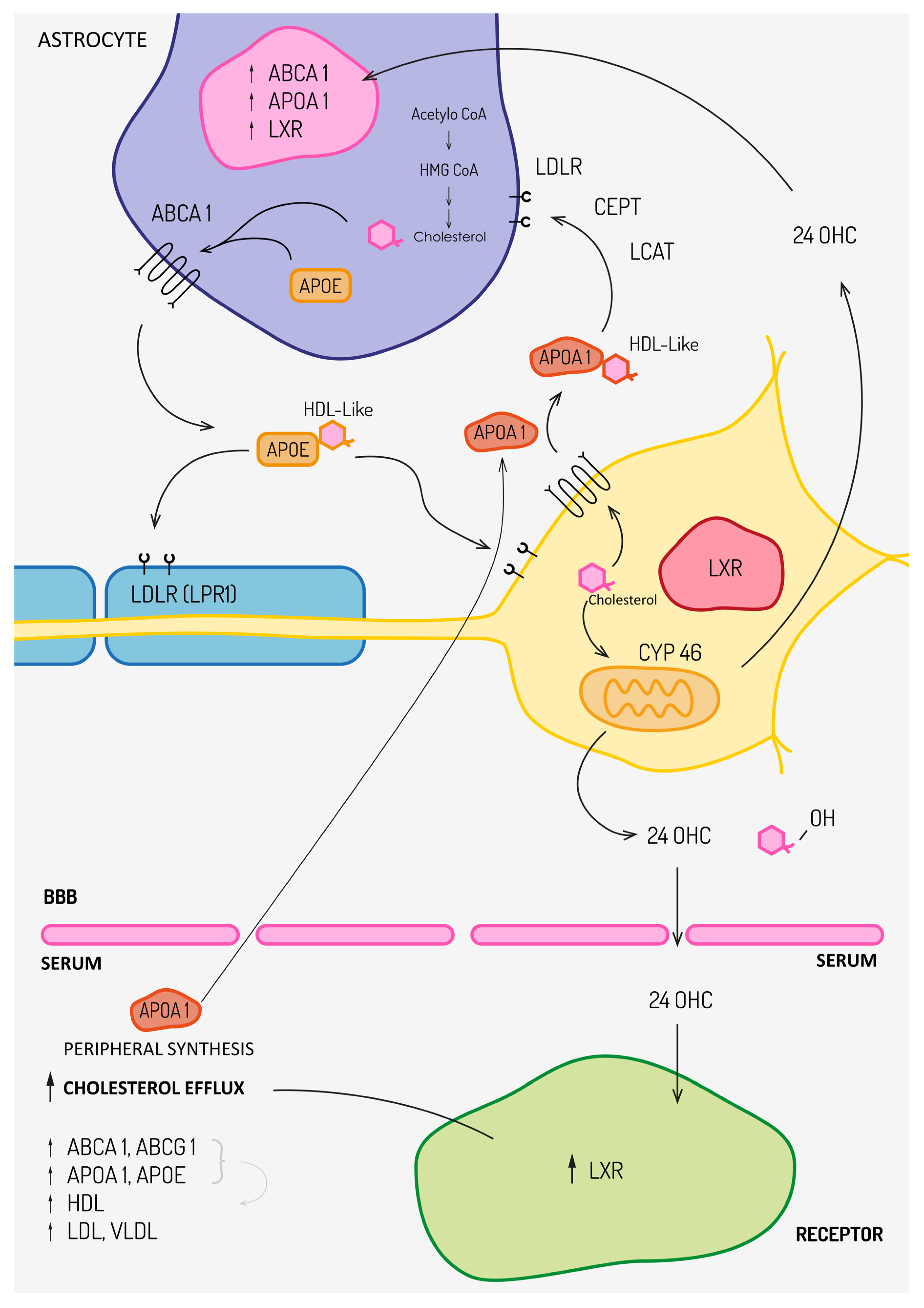 The Role of Lipid Alteration in Multiple Sclerosis