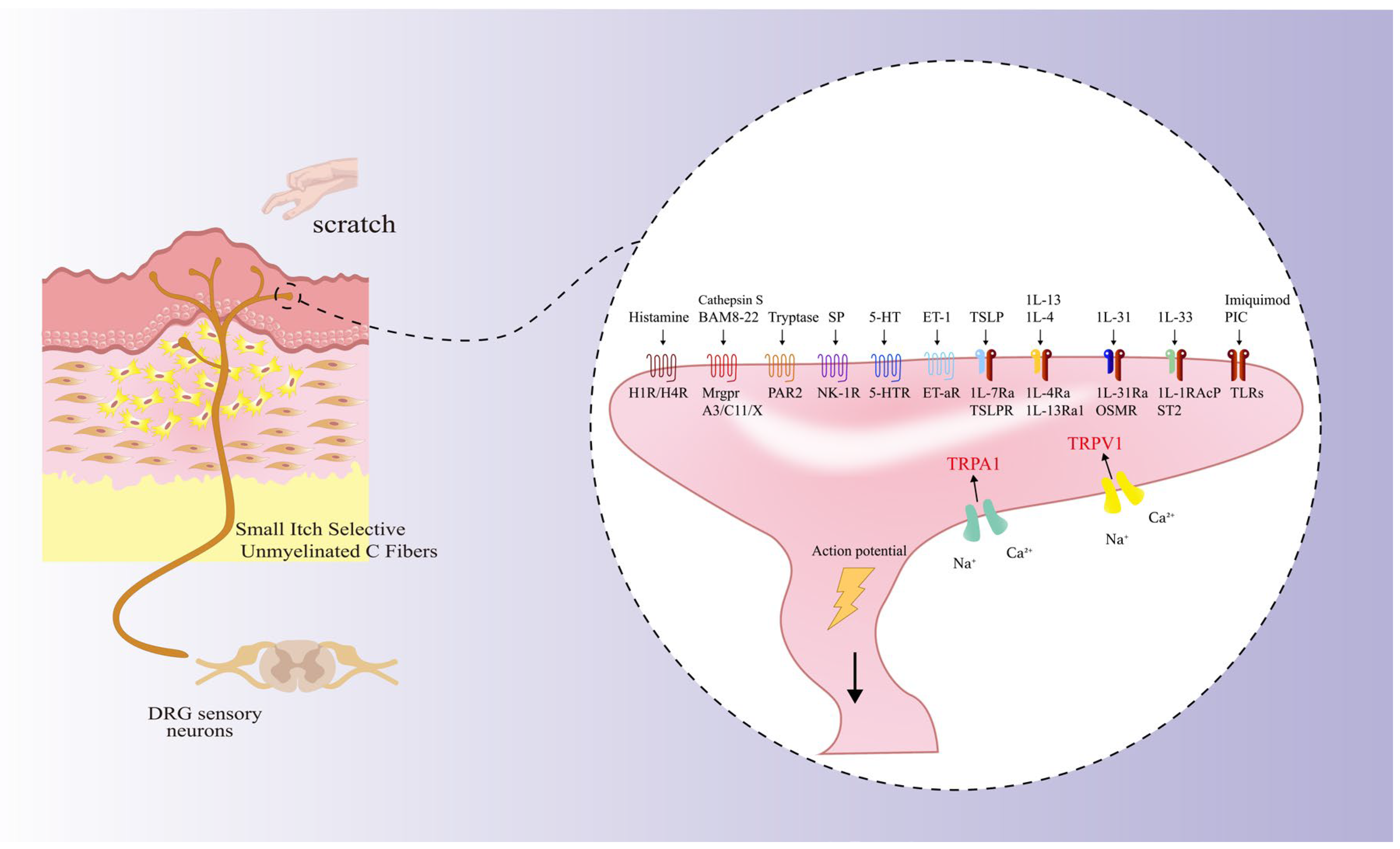 Transient Receptor Potential (TRP) Channels as Fundamental Regulators ...