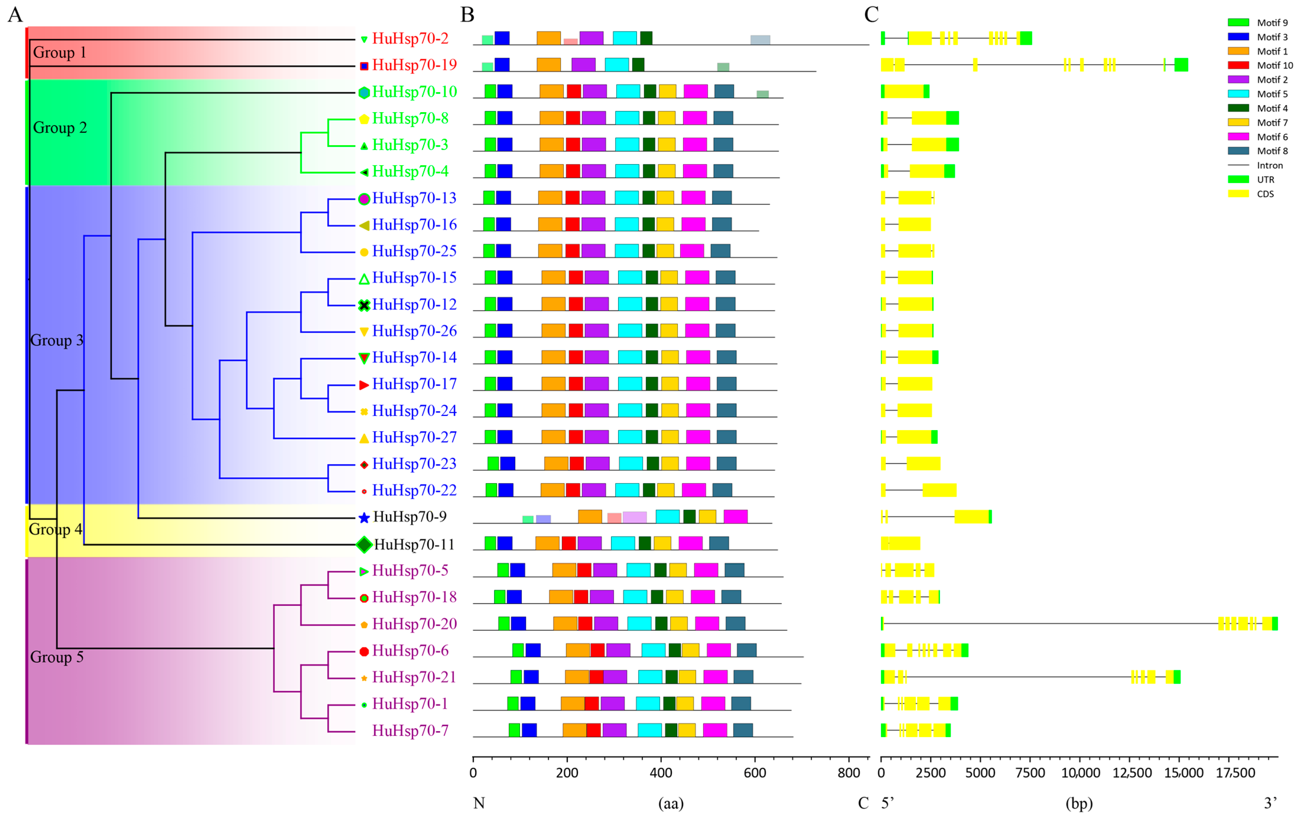 Genome-Wide Identification and Expression Analysis of the Hsp70 Gene ...
