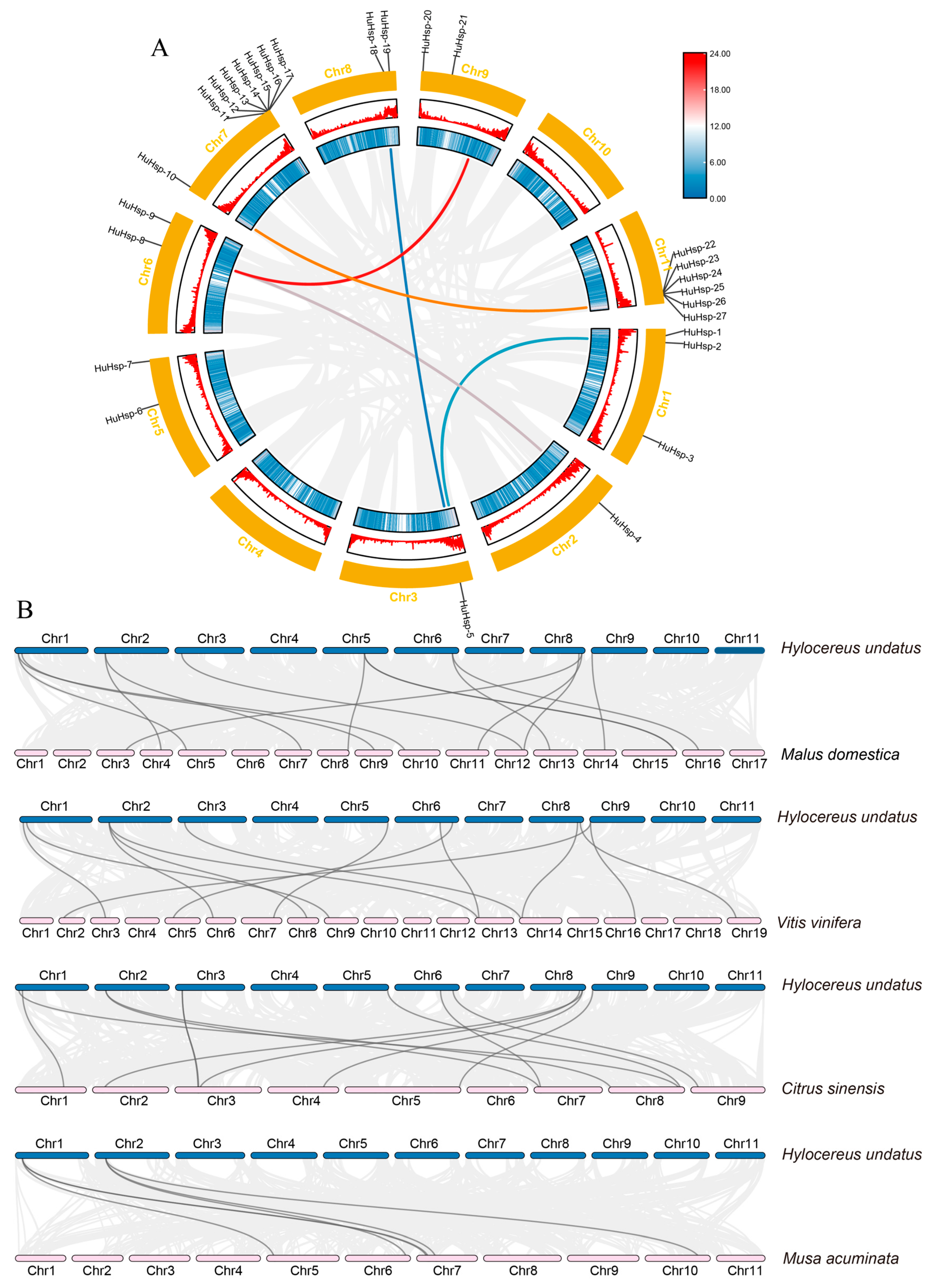 Genome-Wide Identification and Expression Analysis of the Hsp70 Gene ...