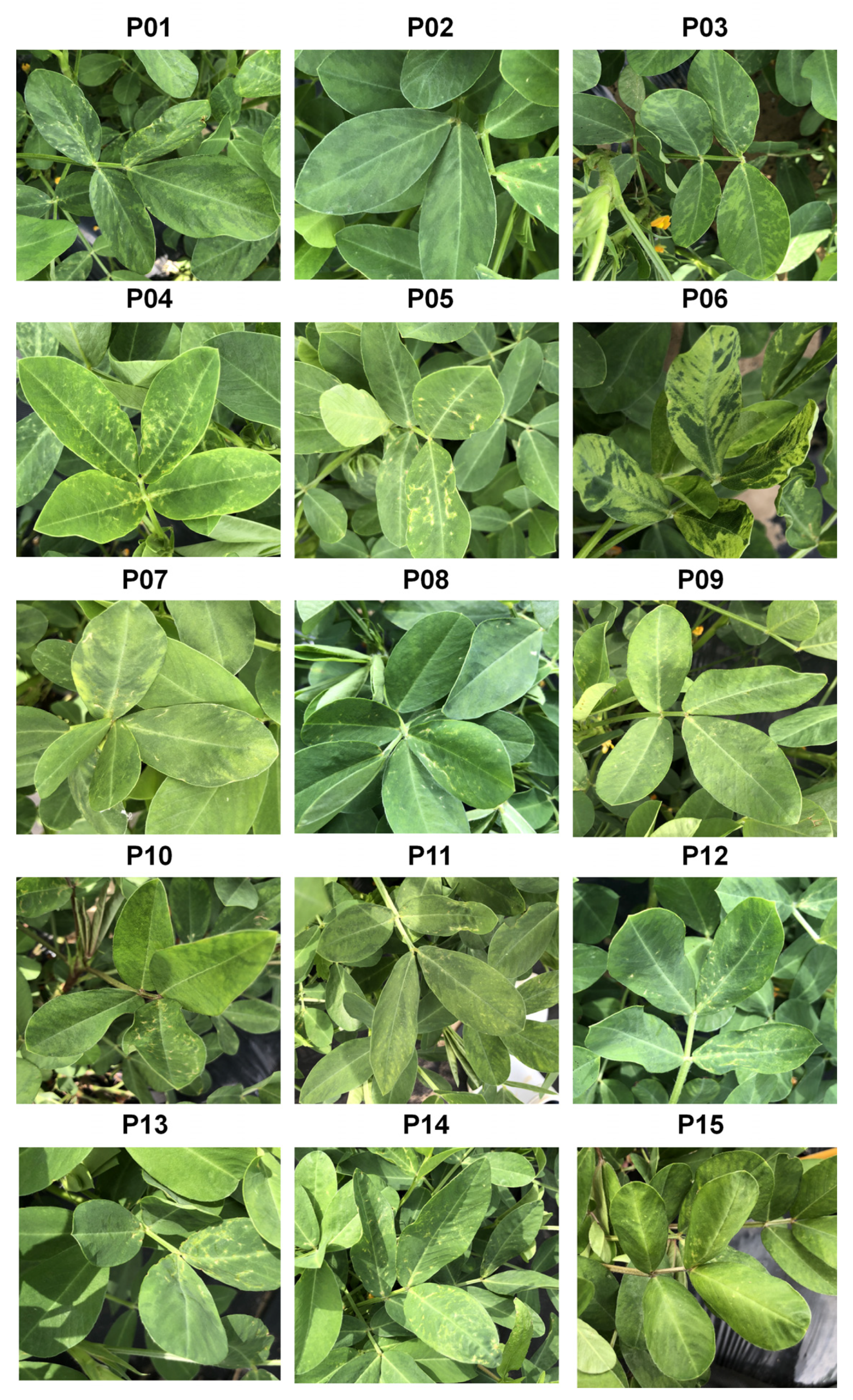 Exploring the Peanut Viromes Across 15 Cultivars in Korea
