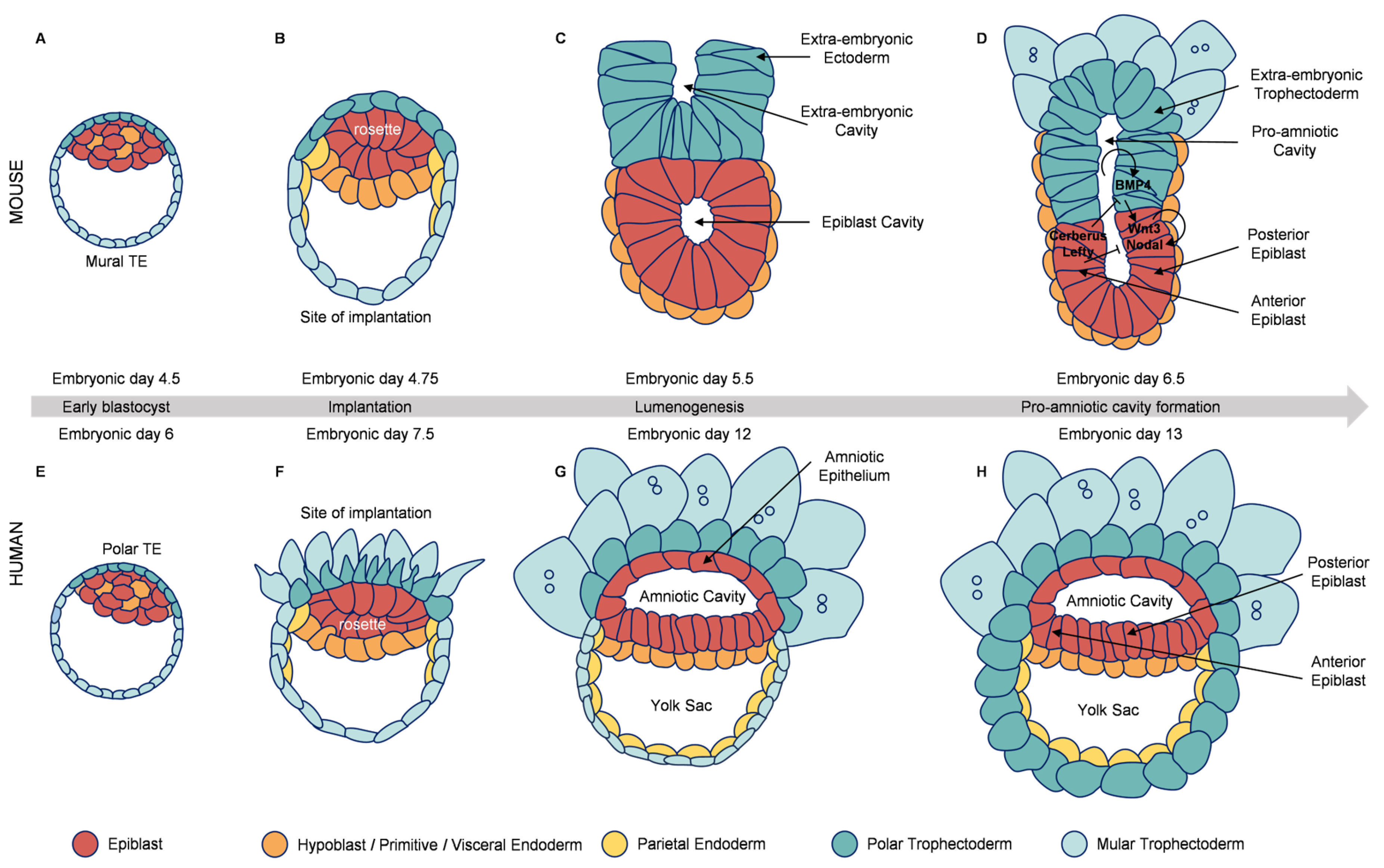 Modeling Post-Implantation Mammalian Embryogenesis Using Advanced In ...