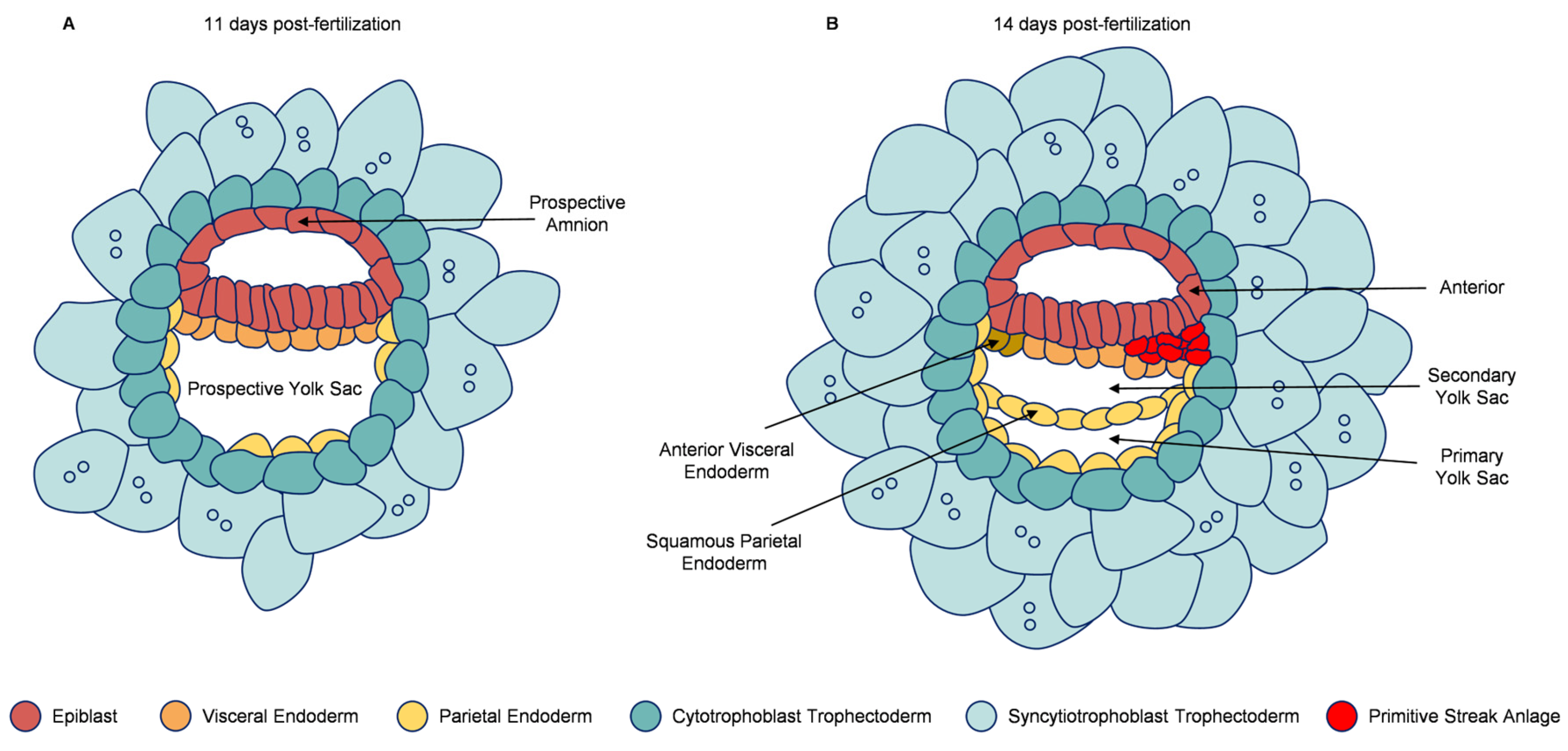 Modeling Post-Implantation Mammalian Embryogenesis Using Advanced In ...