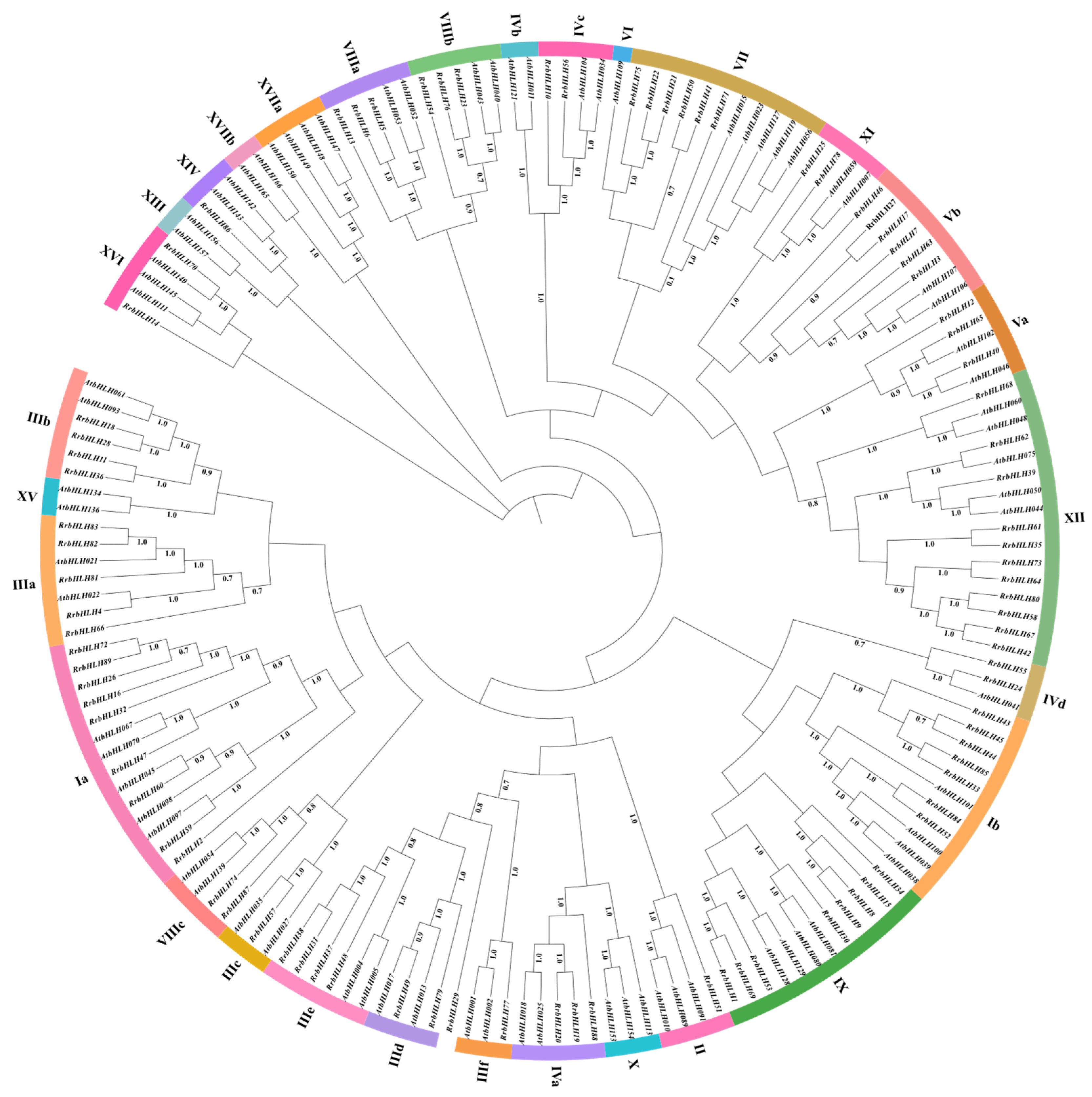 Genome-Wide Identification and Evolutionary Analysis of the bHLH ...