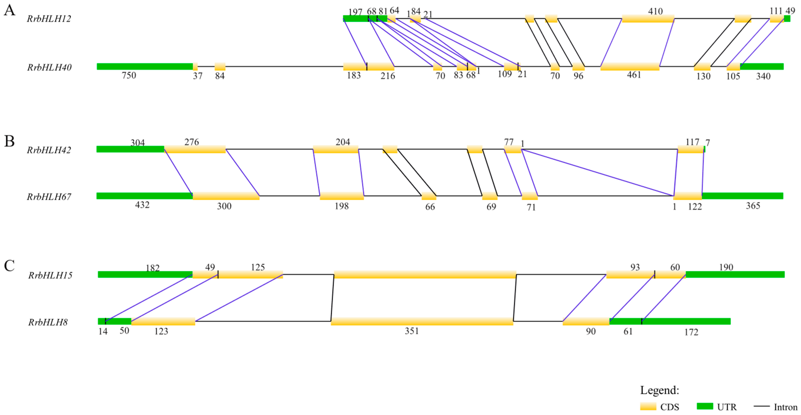 Genome-Wide Identification and Evolutionary Analysis of the bHLH ...