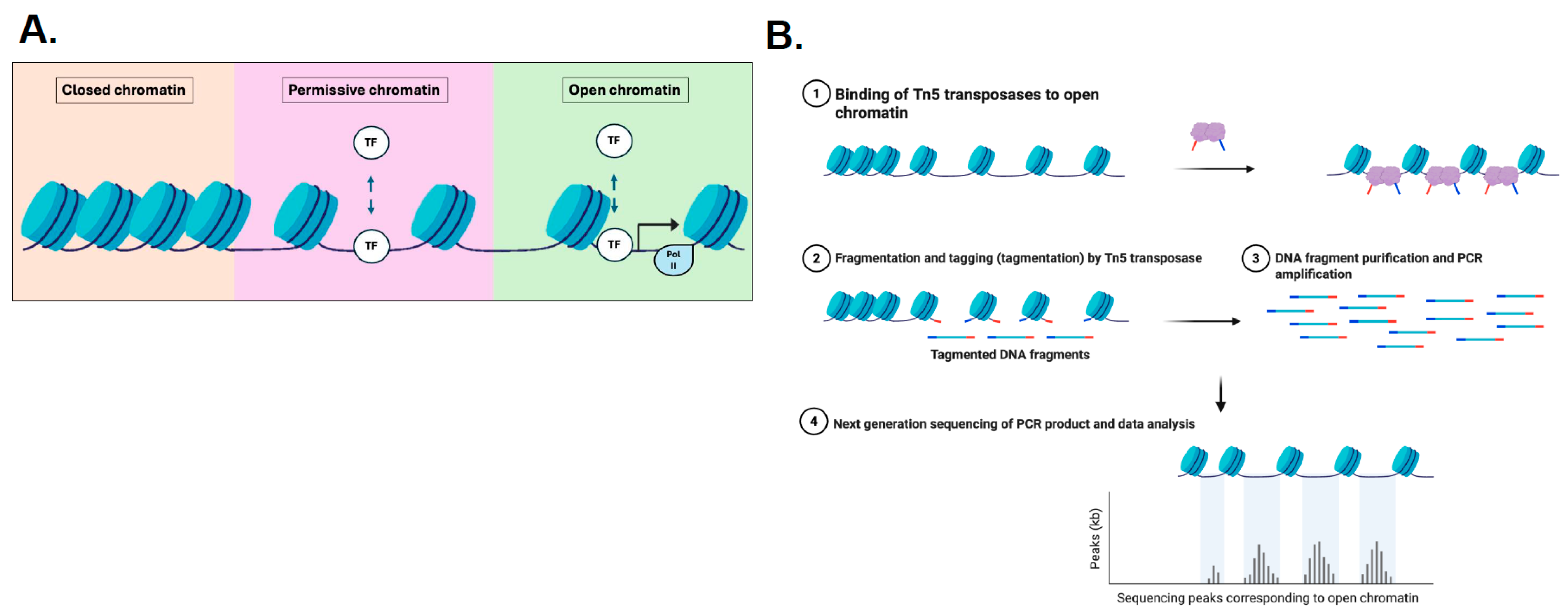 Advances in Colorectal Cancer Cell Biology and Clonal Evolution