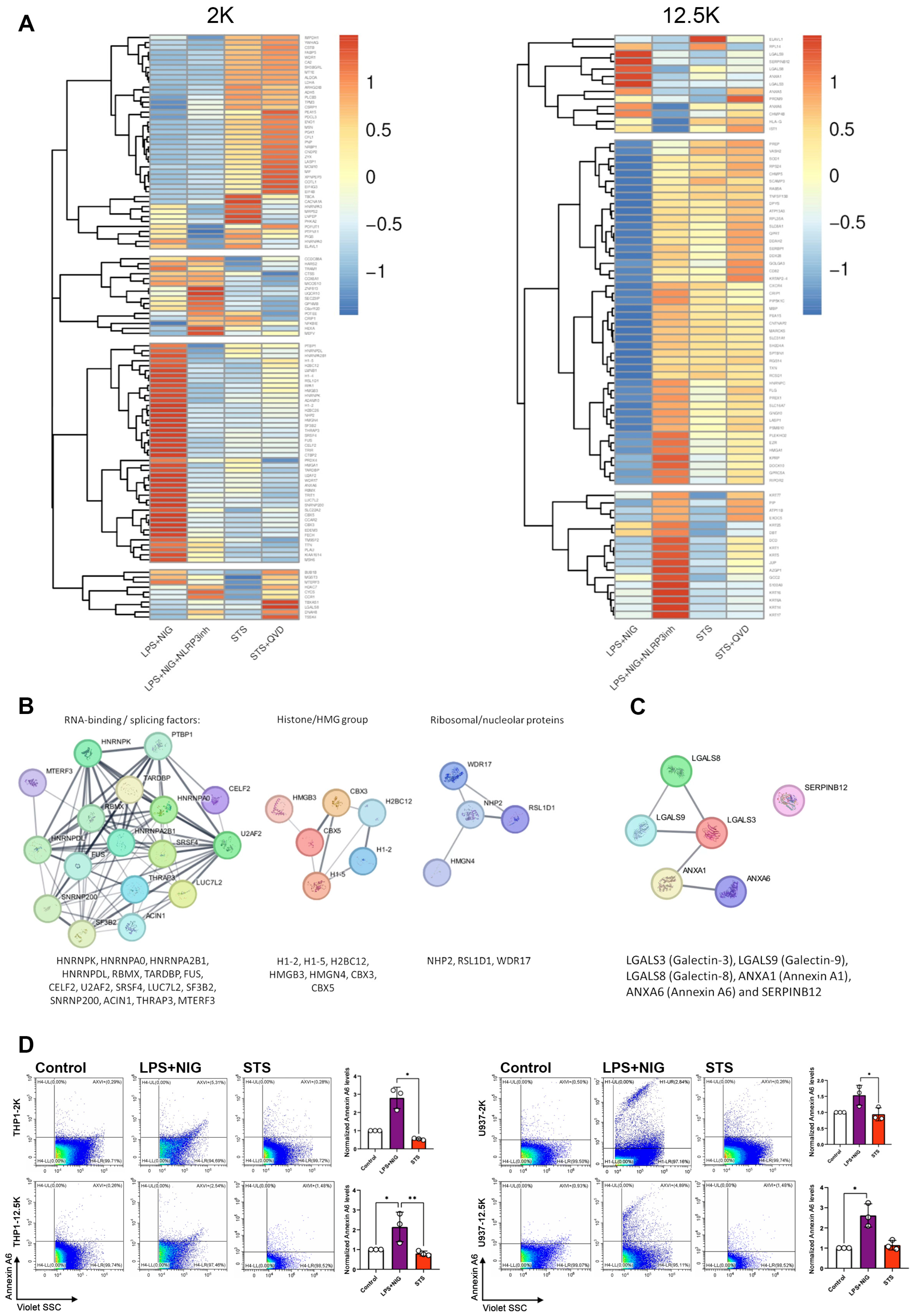 Characterization of Large Extracellular Vesicles Released by Apoptotic ...