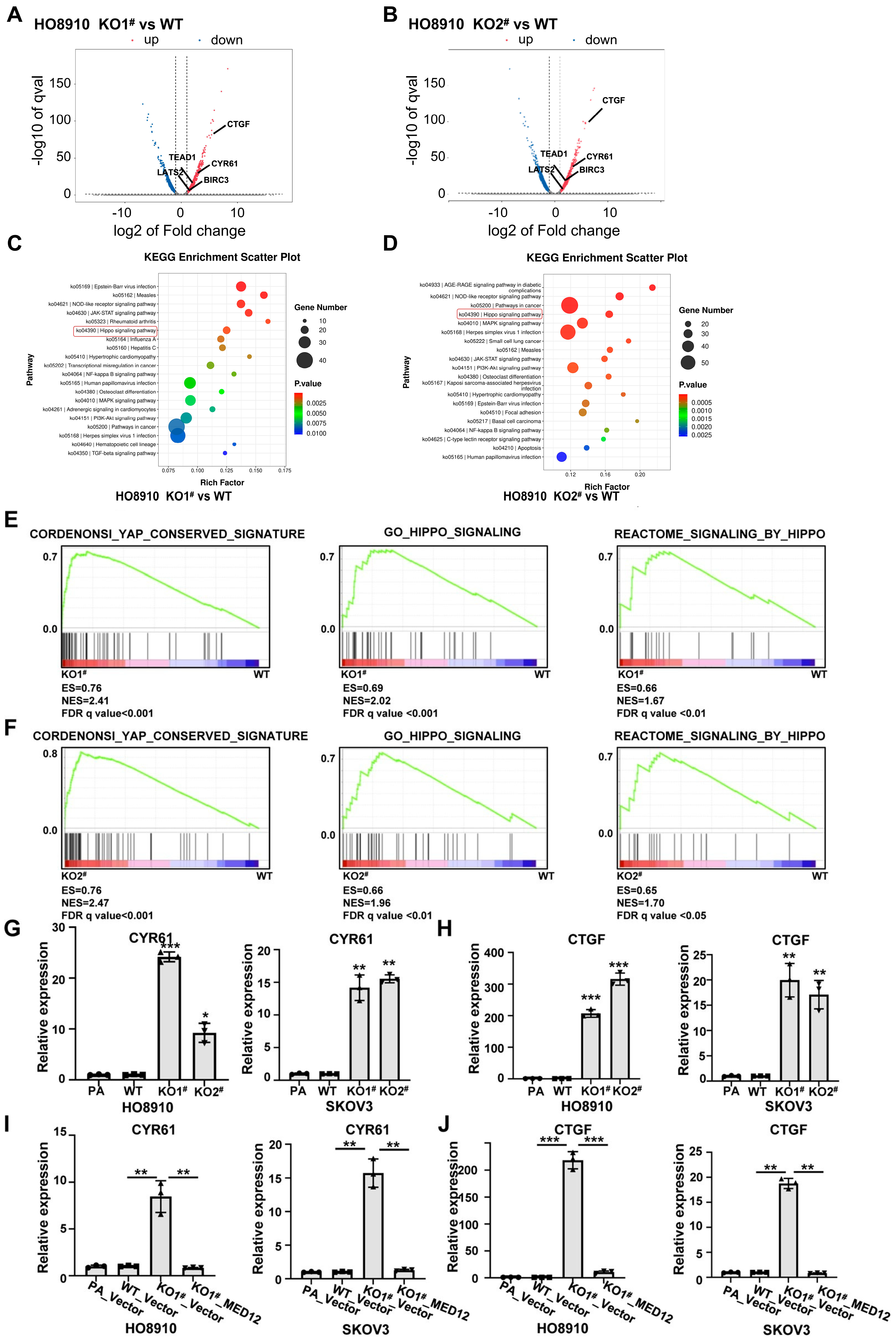 MED12 Dictates Epithelial Ovarian Cancer Cell Ferroptosis Sensitivity ...
