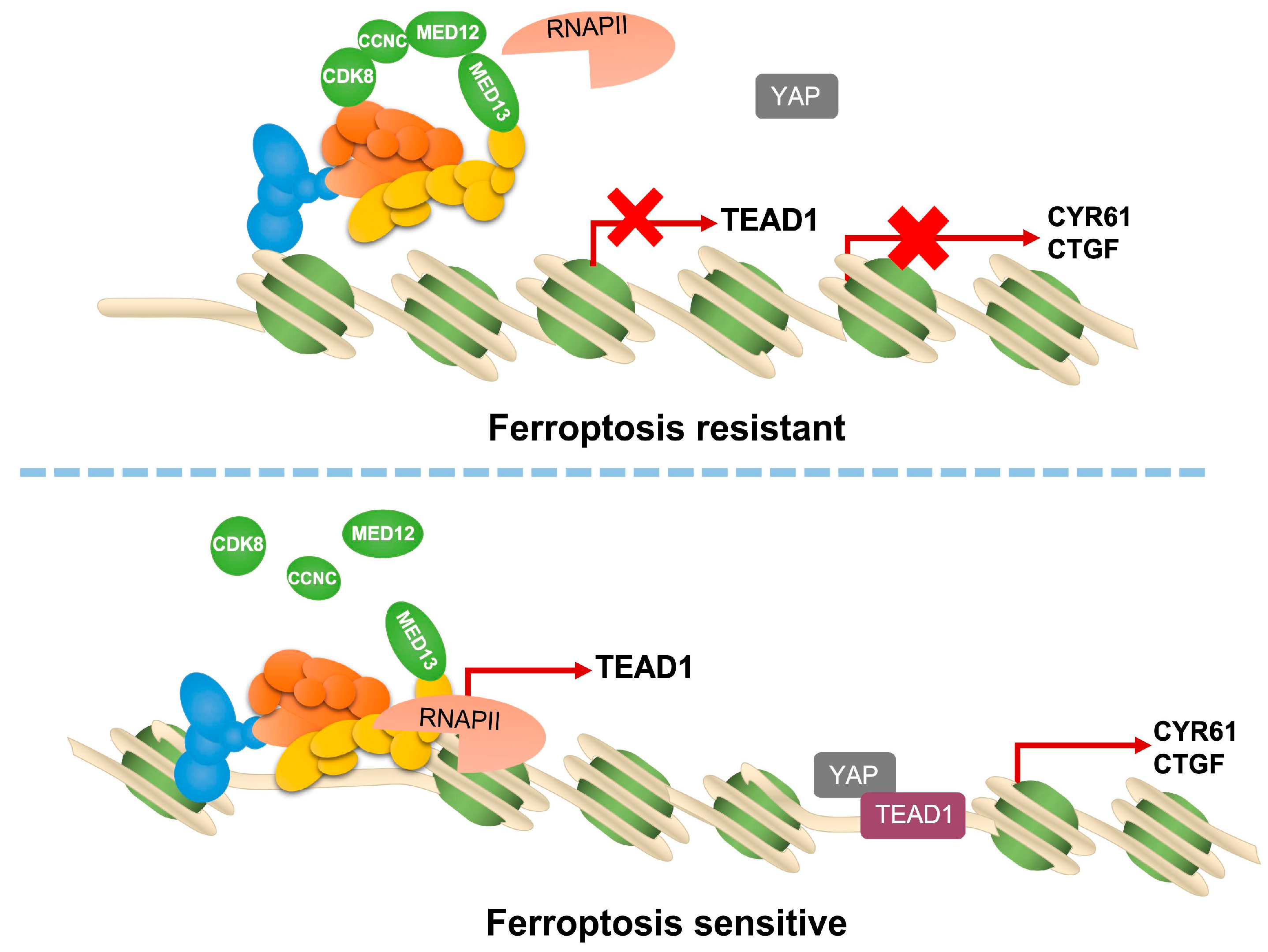 MED12 Dictates Epithelial Ovarian Cancer Cell Ferroptosis Sensitivity ...