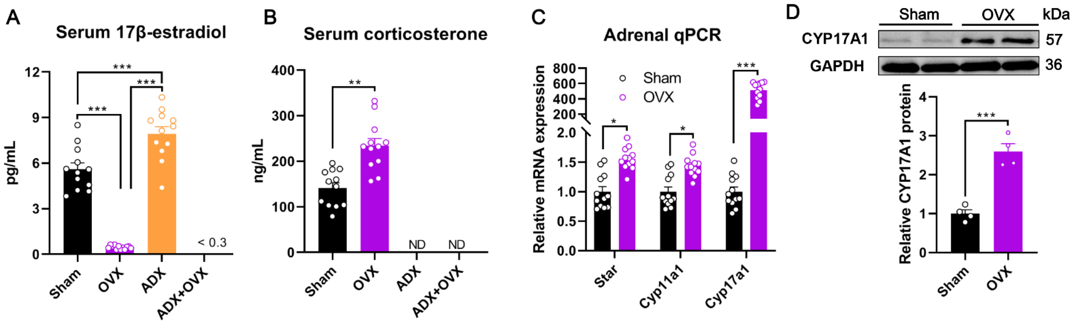 Mechanical Insights into the Distinct Effects of Ovariectomy Versus ...
