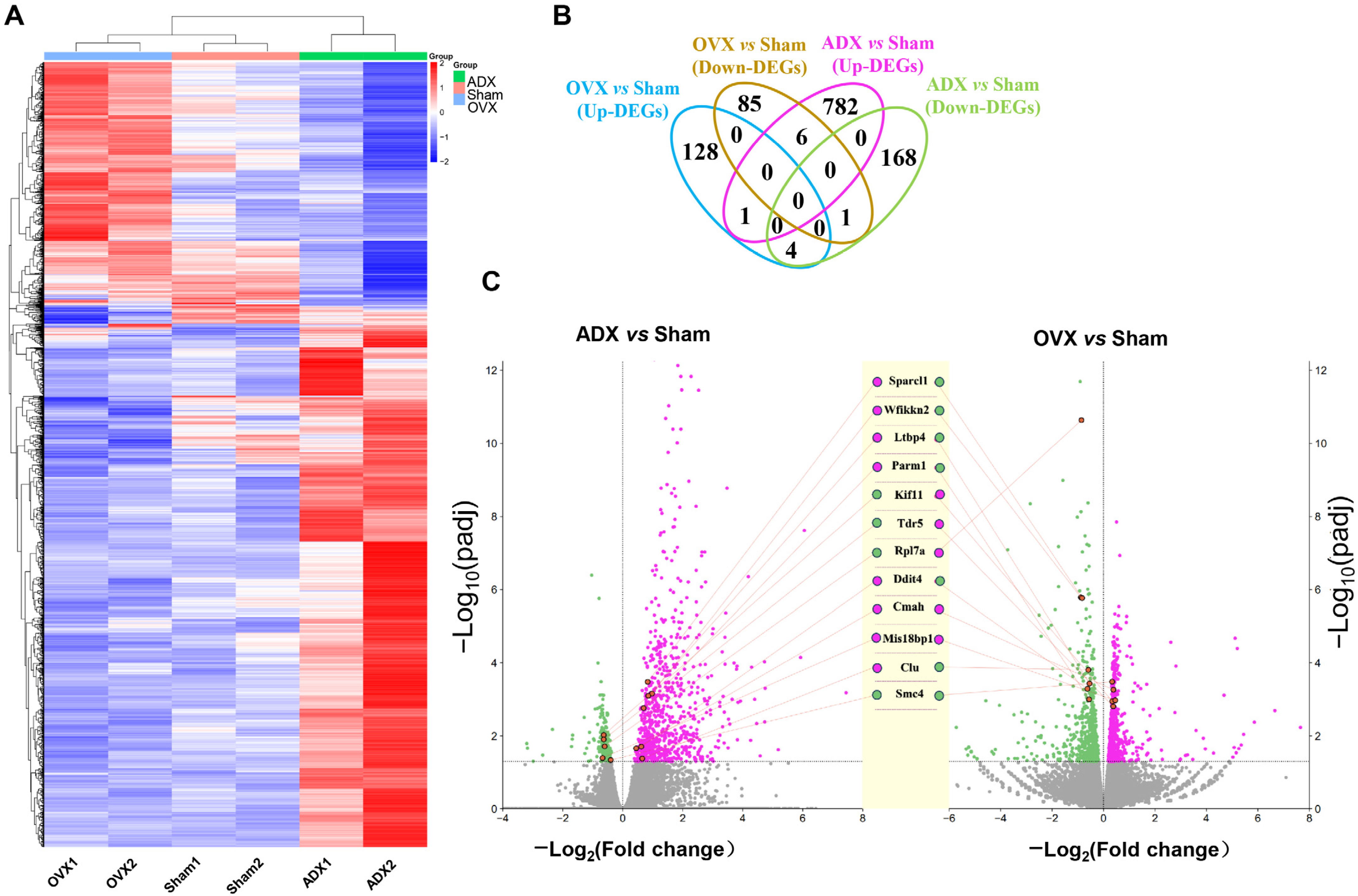 Mechanical Insights into the Distinct Effects of Ovariectomy Versus ...