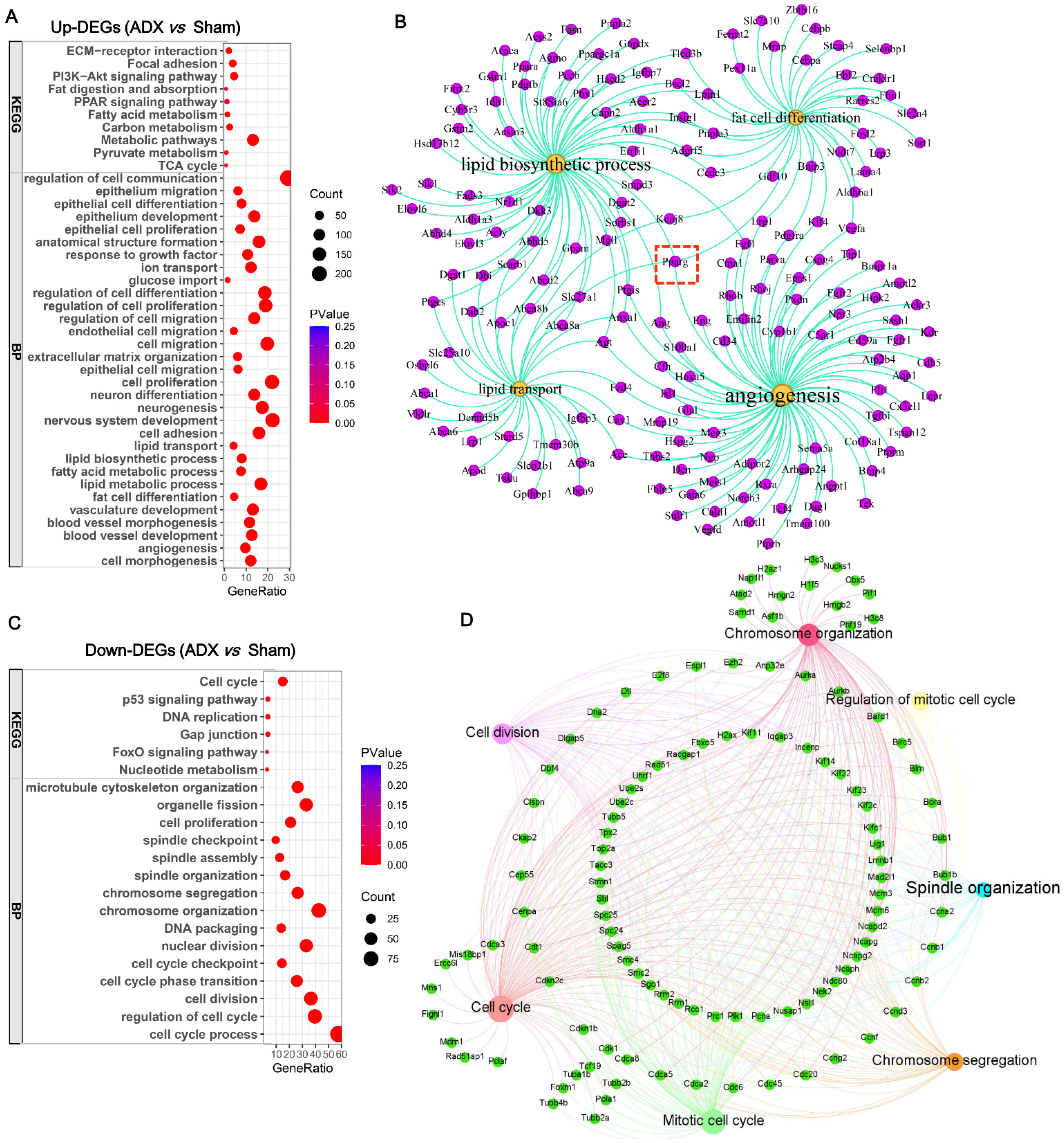 Mechanical Insights into the Distinct Effects of Ovariectomy Versus ...