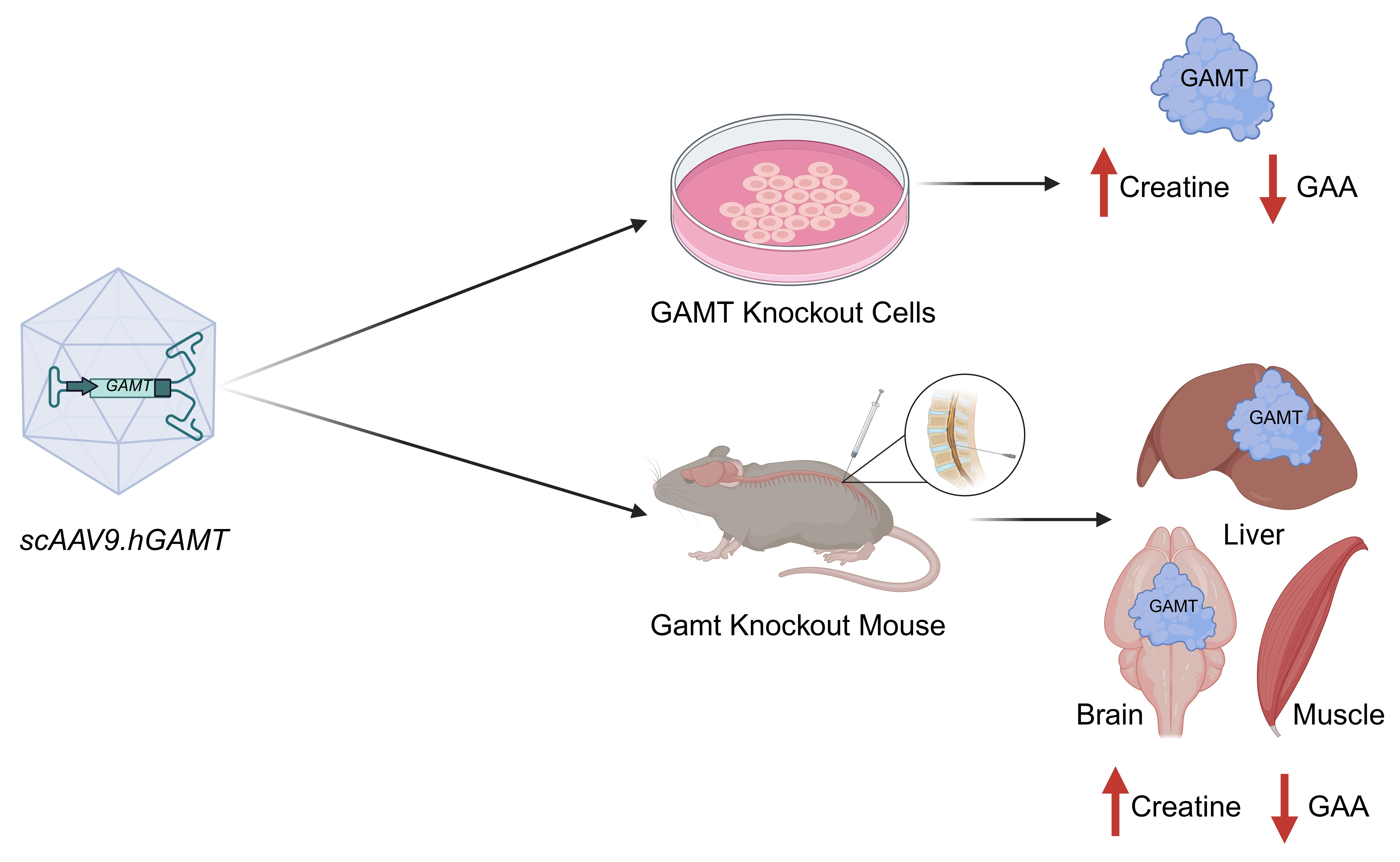 A CNS-Directed, AAV9 Gene Therapy Restores Expression and Biochemical ...