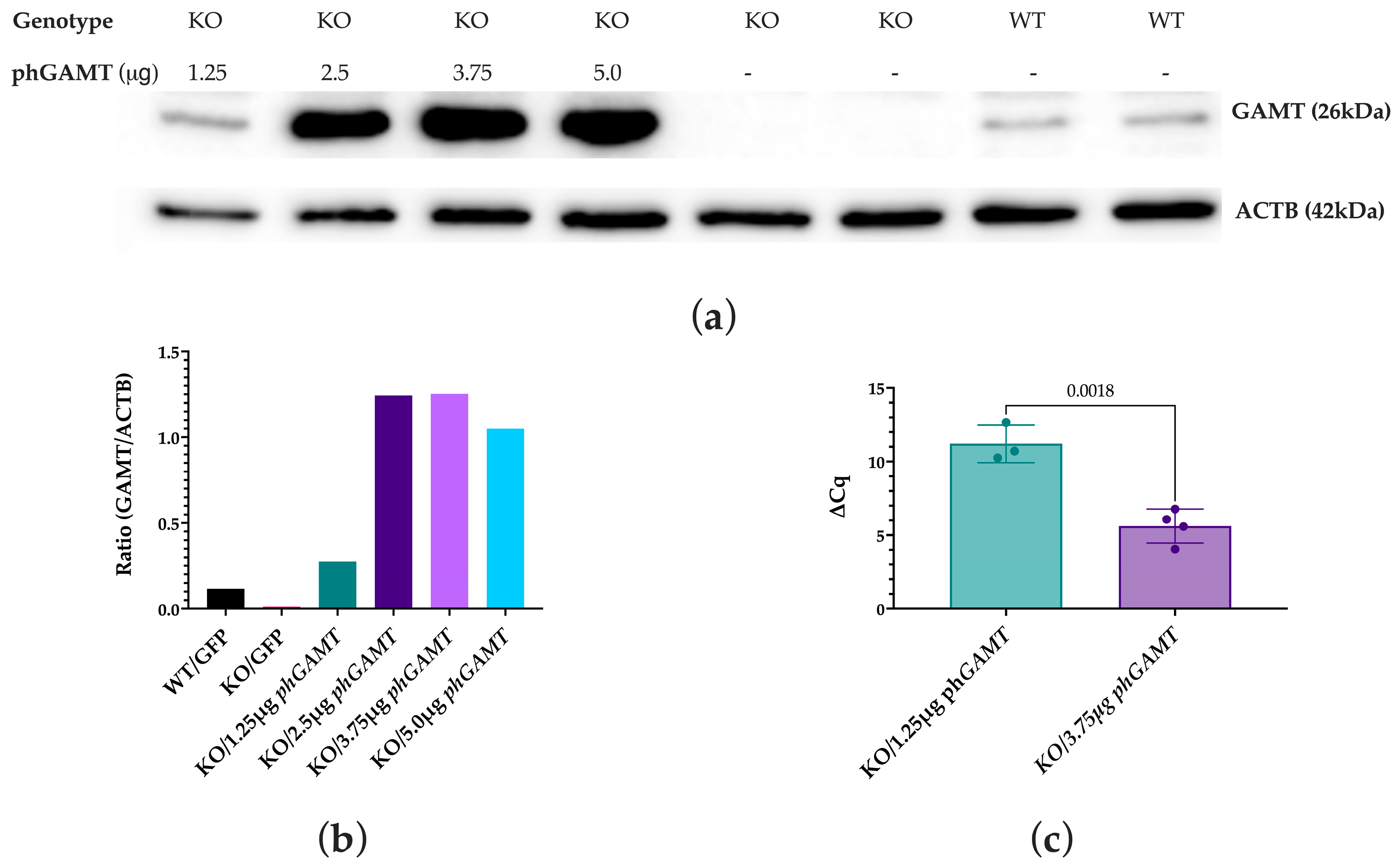 A CNS-Directed, AAV9 Gene Therapy Restores Expression and Biochemical ...