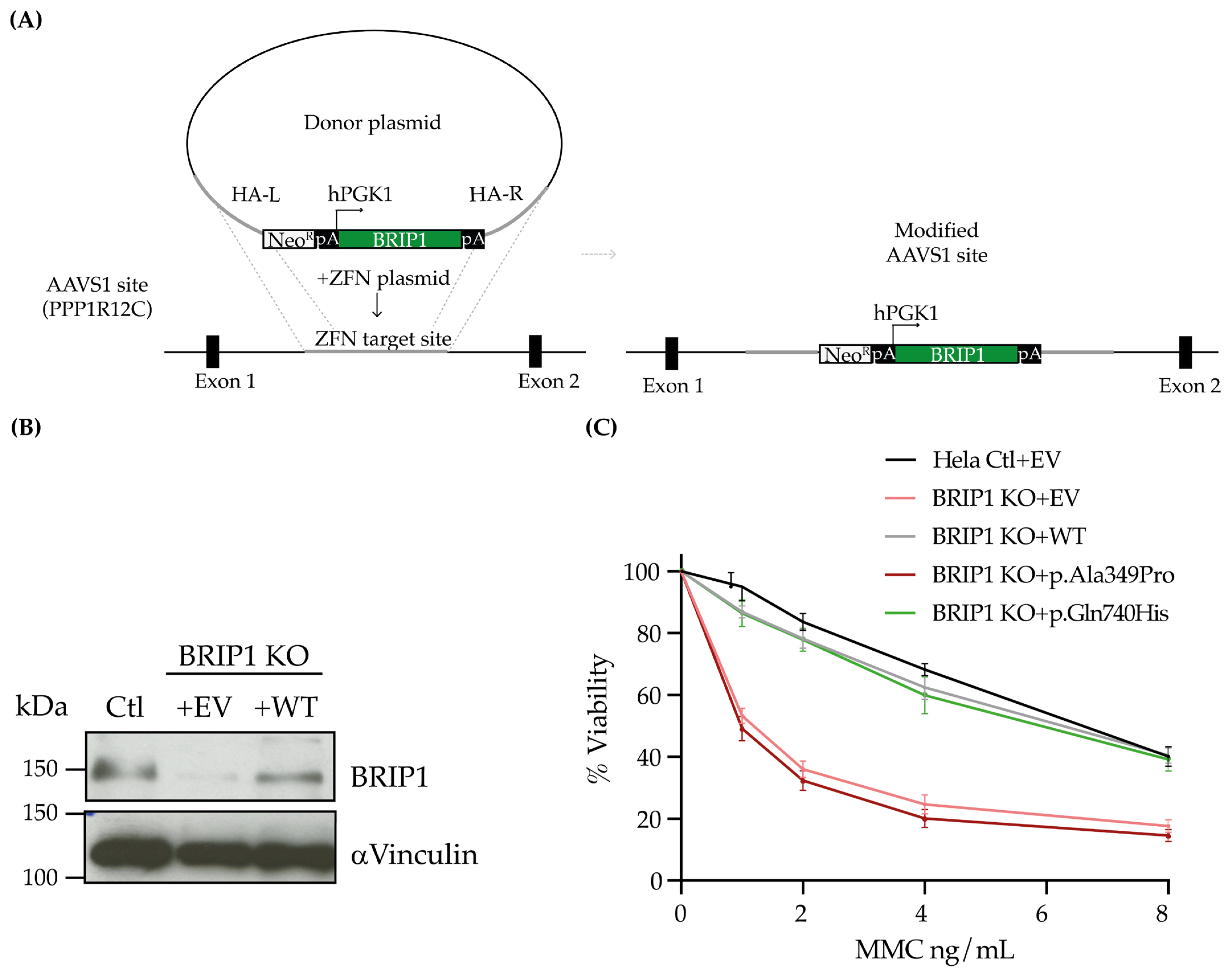 The Genetic and Molecular Analyses of Rare Candidate Germline BRIP1 ...