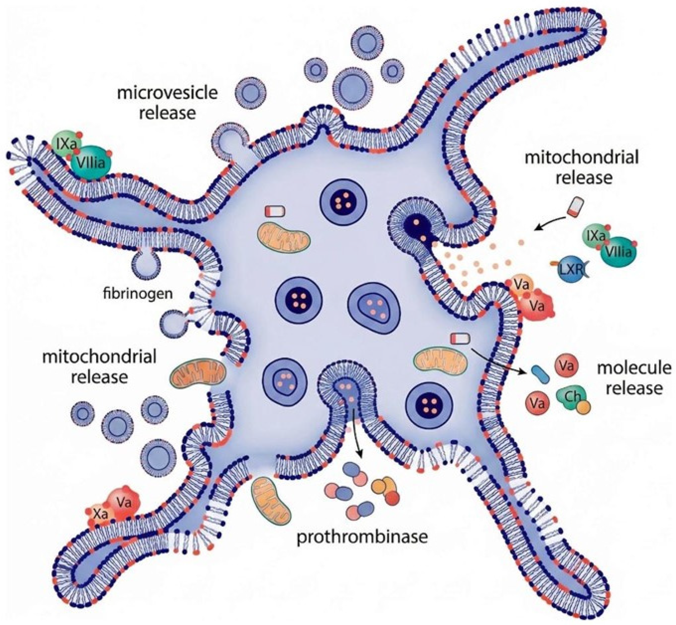 Platelet-Rich Plasma from the Research to the Clinical Arena: A Journey ...