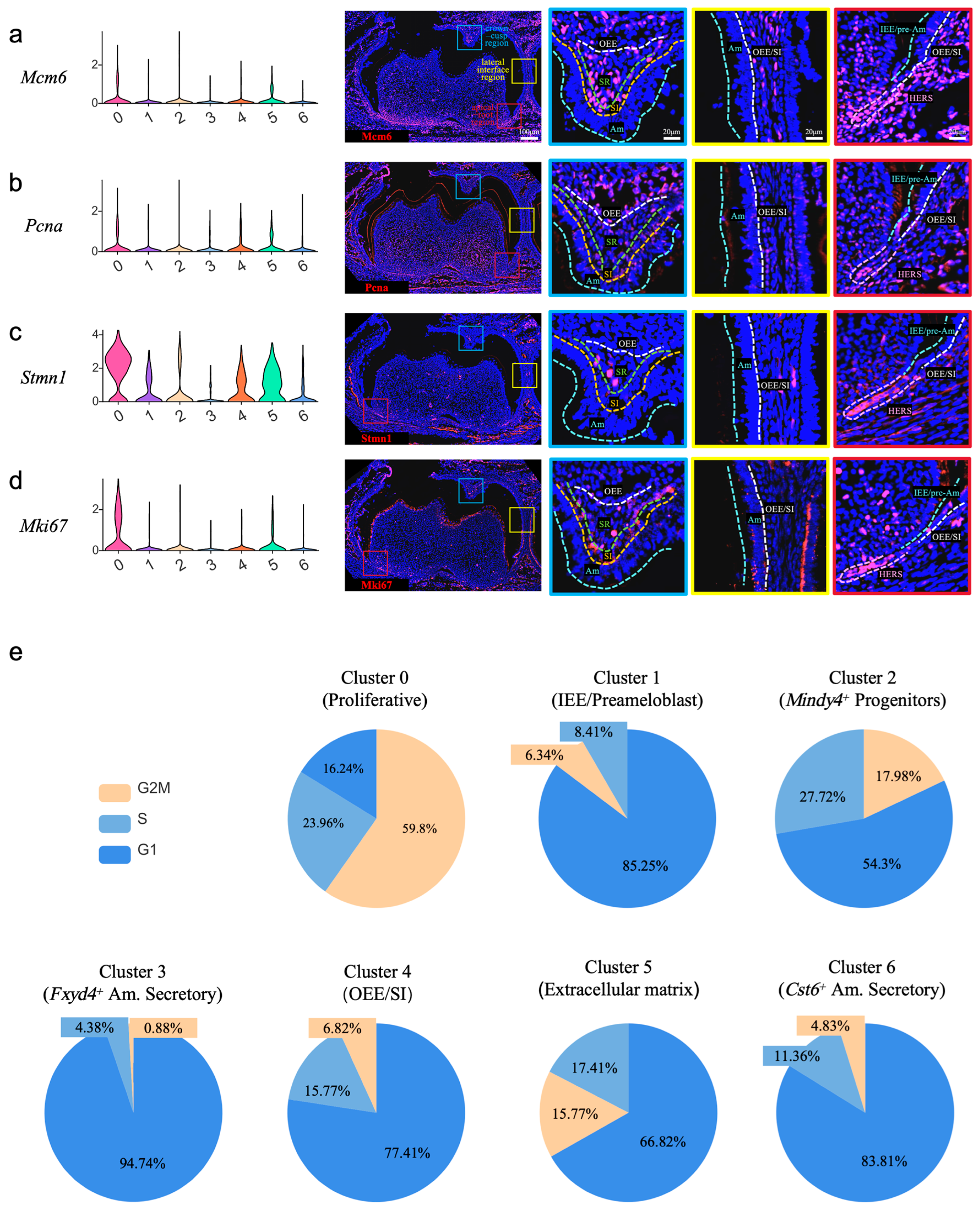 A Single-Cell Transcriptomic Atlas of Epithelial Cell Heterogeneity ...