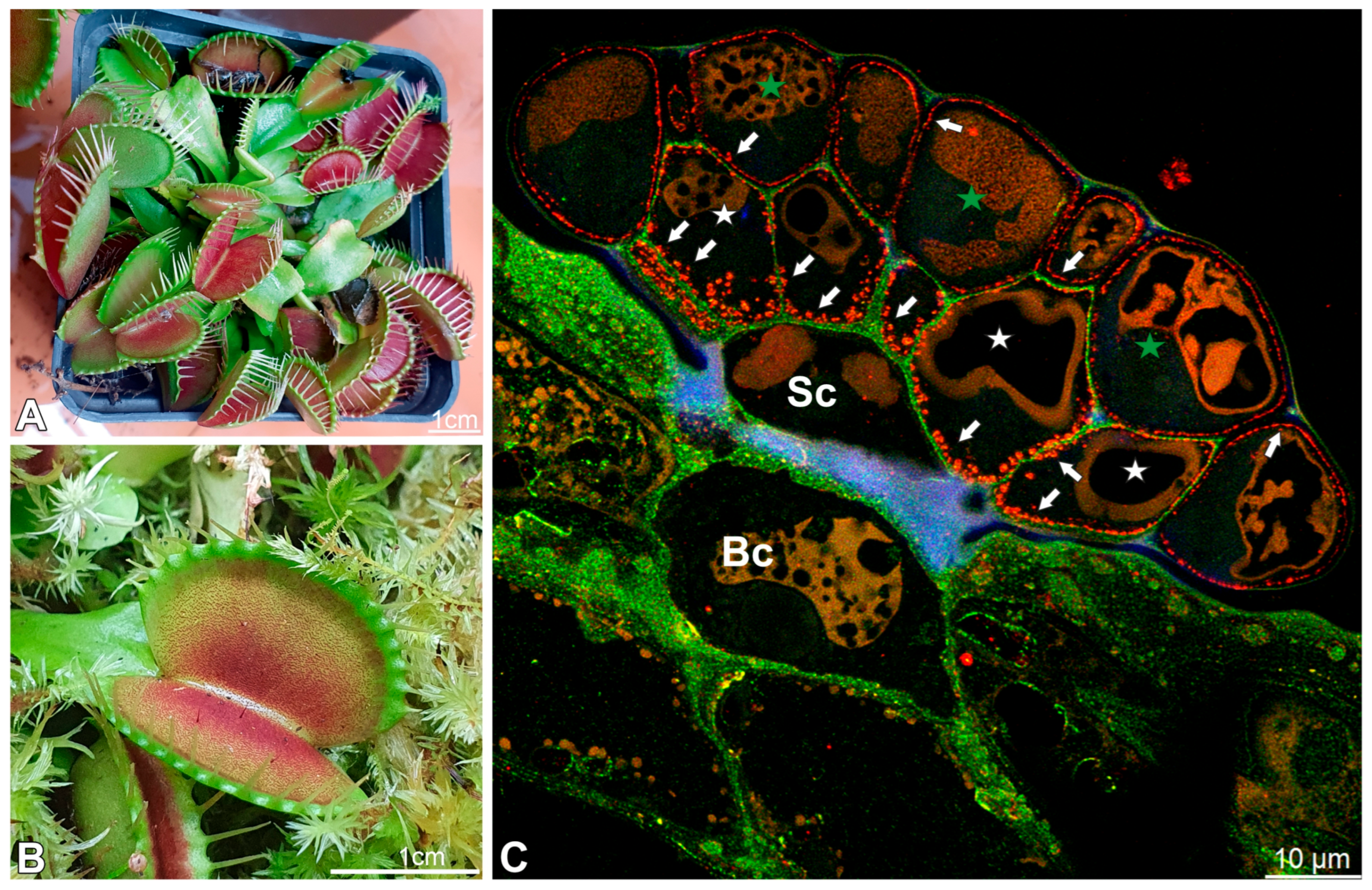 Immunocytochemical Analysis of the Wall Ingrowths and Cell Wall ...