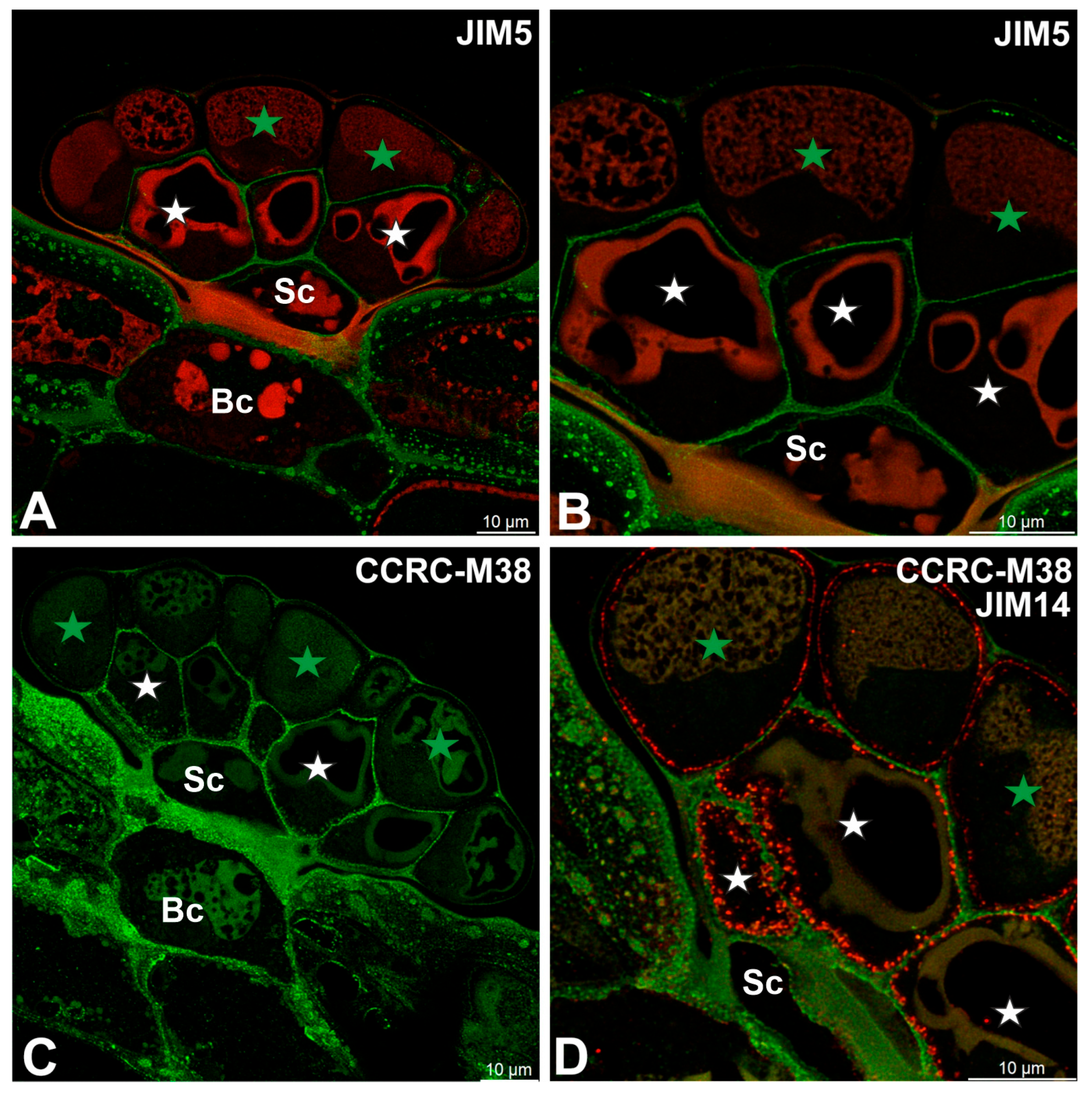 Immunocytochemical Analysis of the Wall Ingrowths and Cell Wall ...