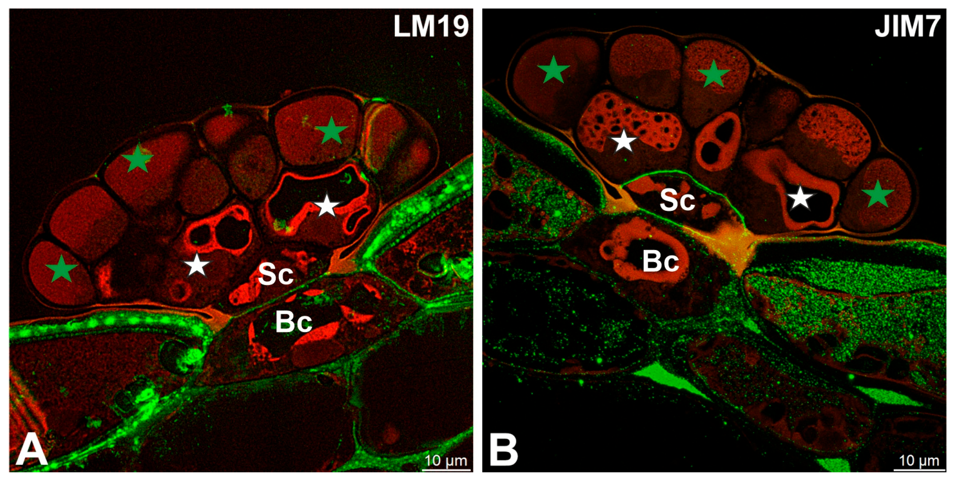 Immunocytochemical Analysis of the Wall Ingrowths and Cell Wall ...