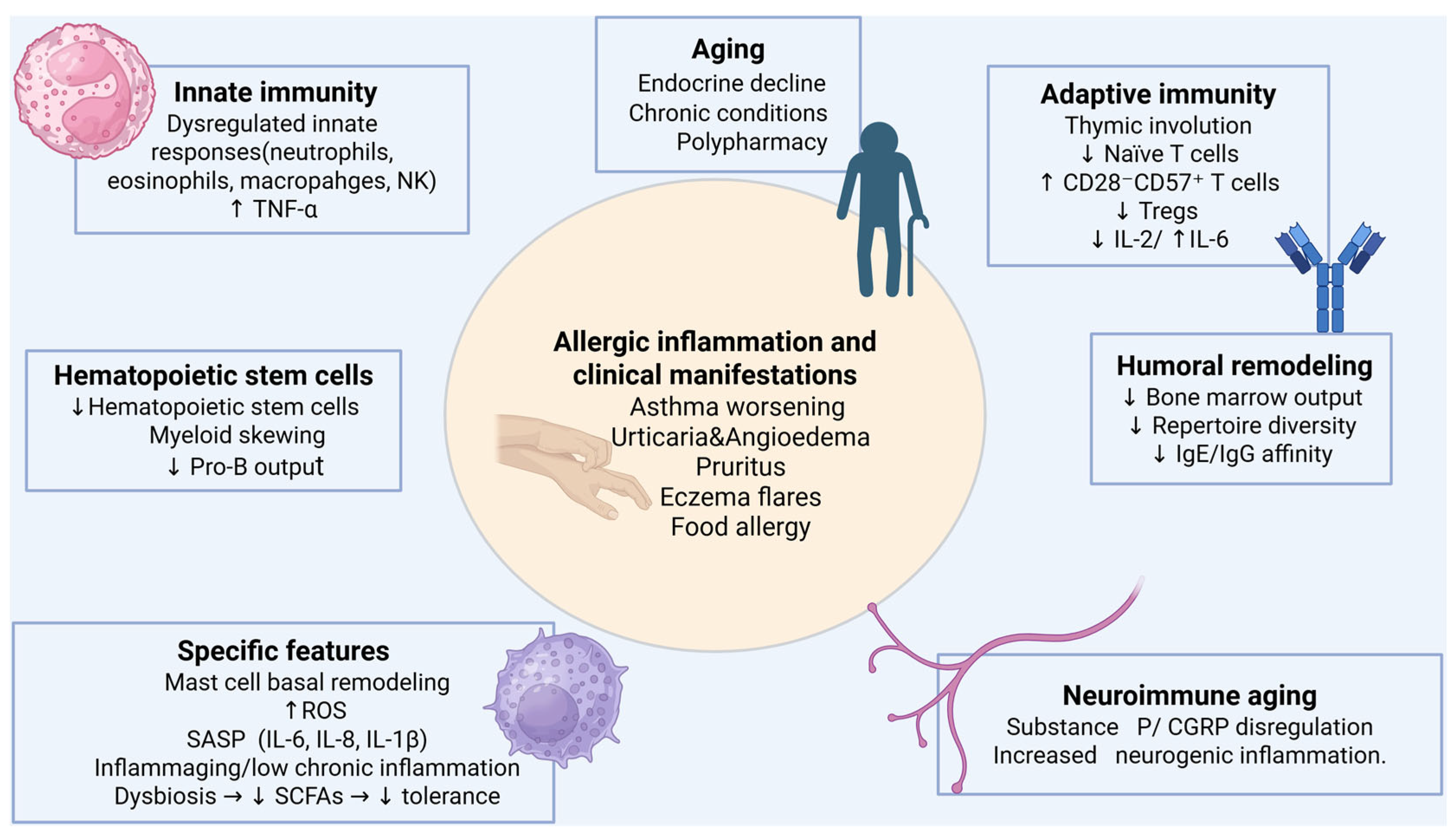 Immunosenescence and Allergy: Molecular and Cellular Links Between ...