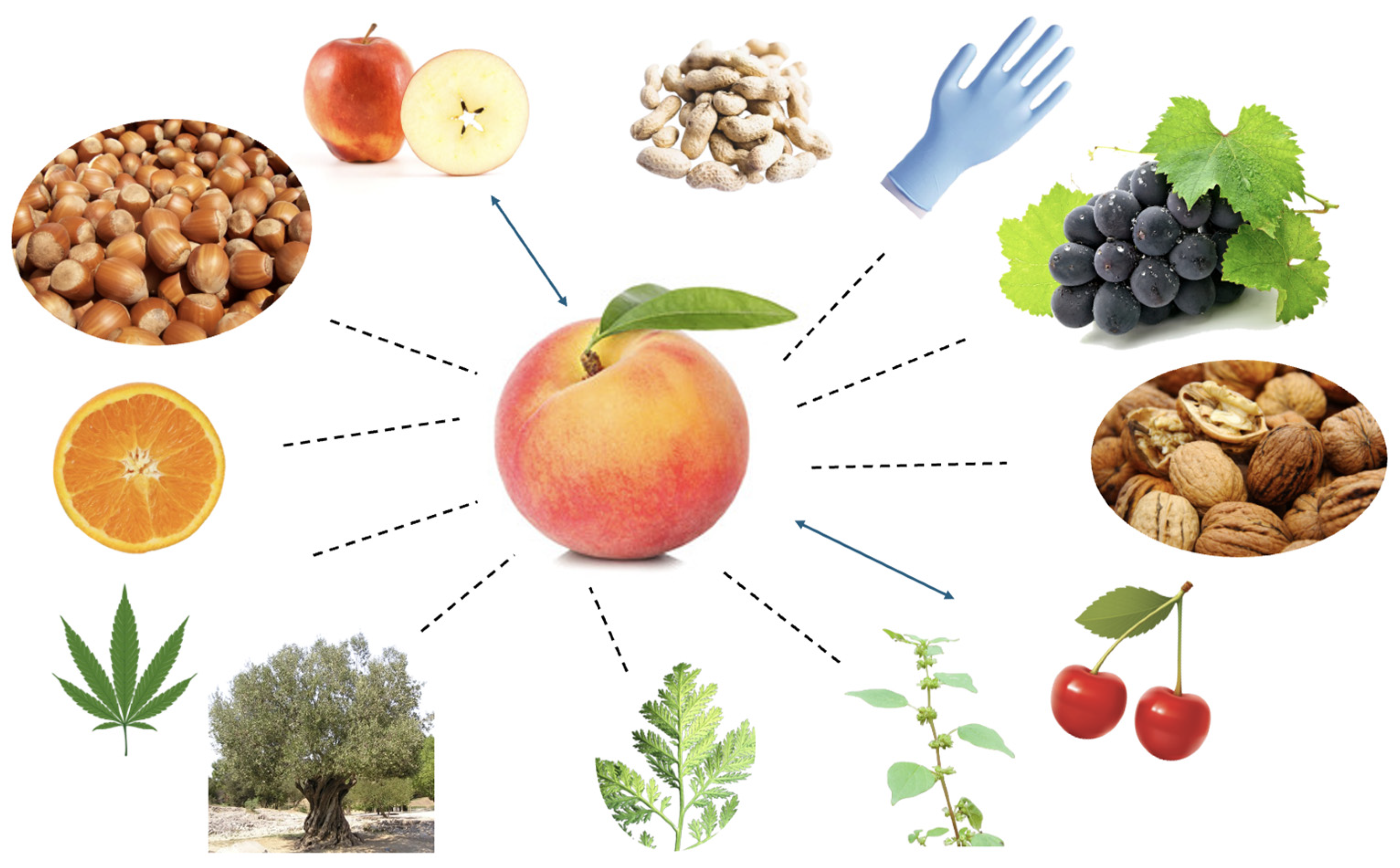 The Role of Nut Sensitization in Pru p 3-Sensitized Patients: A XGBoost ...