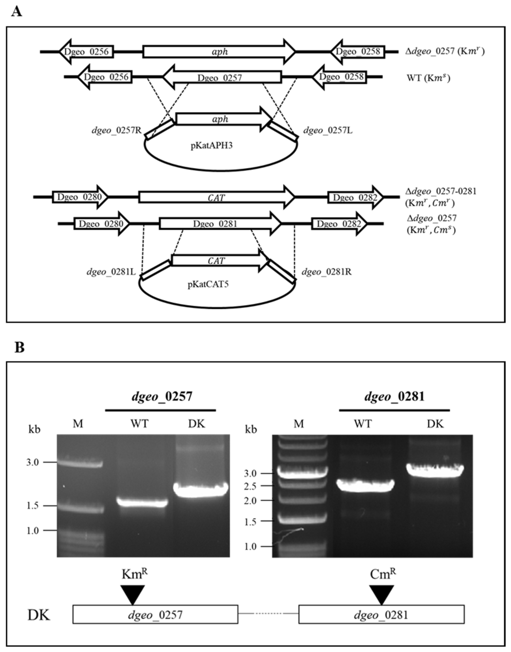 Physiological Changes and Transposition of Insertion Sequences in the ...