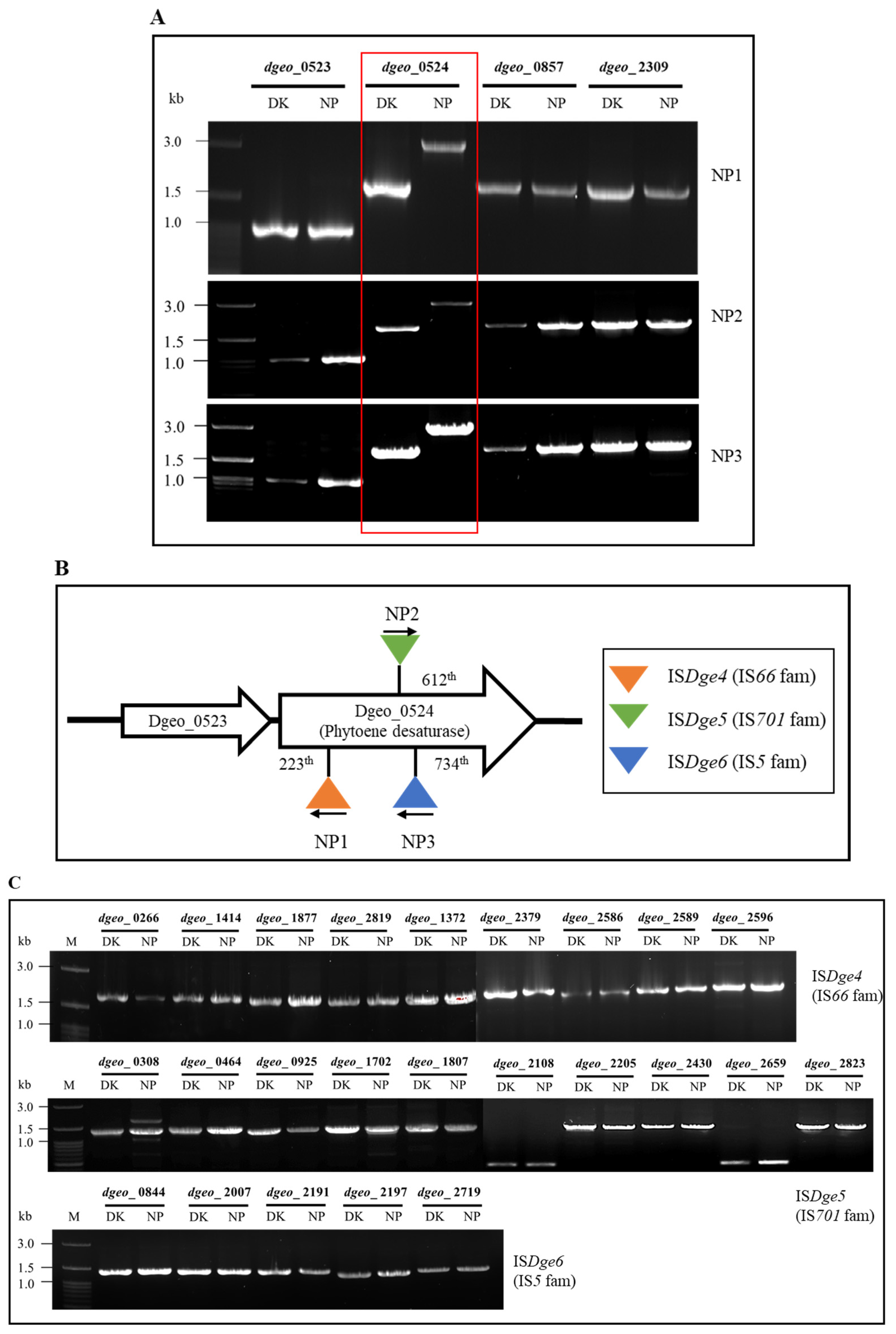 Physiological Changes and Transposition of Insertion Sequences in the ...